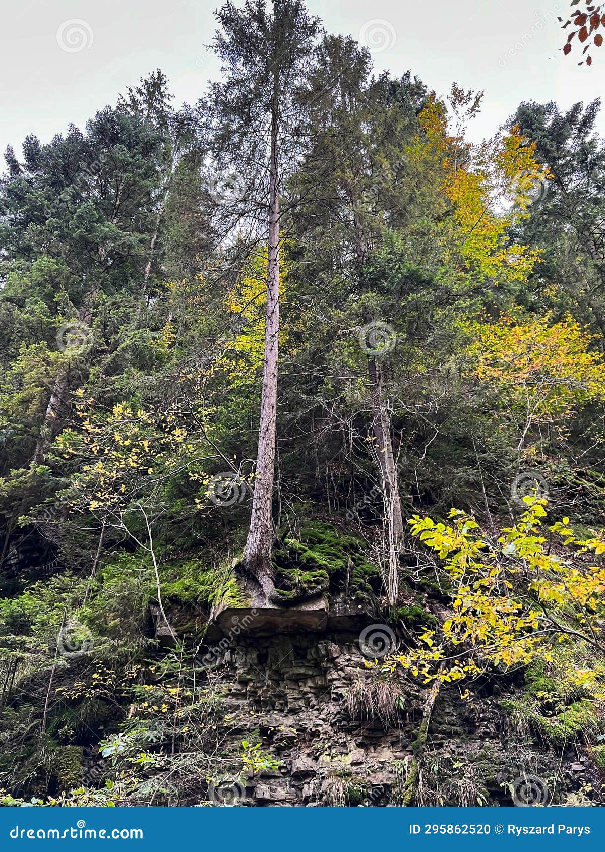 A Large Tree that Grows on a Ledge on a Mountainside and Does Not Fall ...