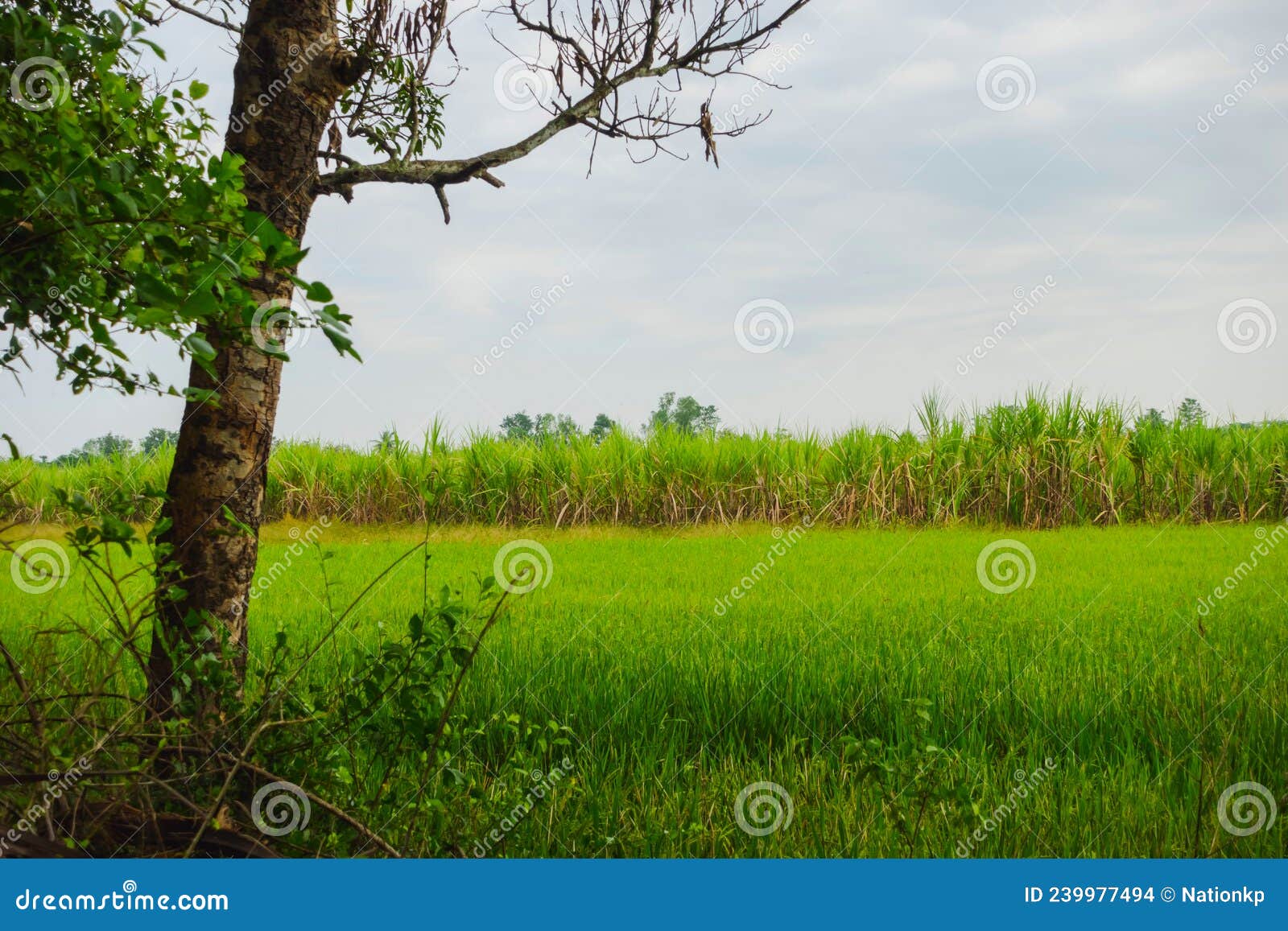 Large Tree Grows in the Middle of the Rice Field Stock Photo - Image of ...