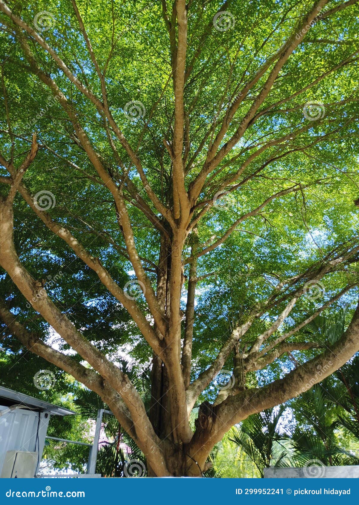 A Large Tree that Grows Naturally Big and Green Stock Image - Image of ...