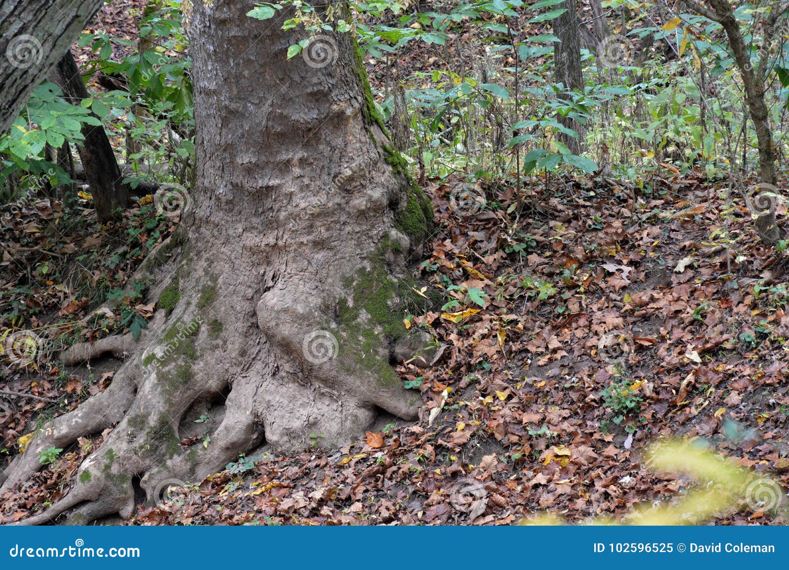 Exposed Roots Of Pine Tree Clinging To Ground Big Rock Stock ...