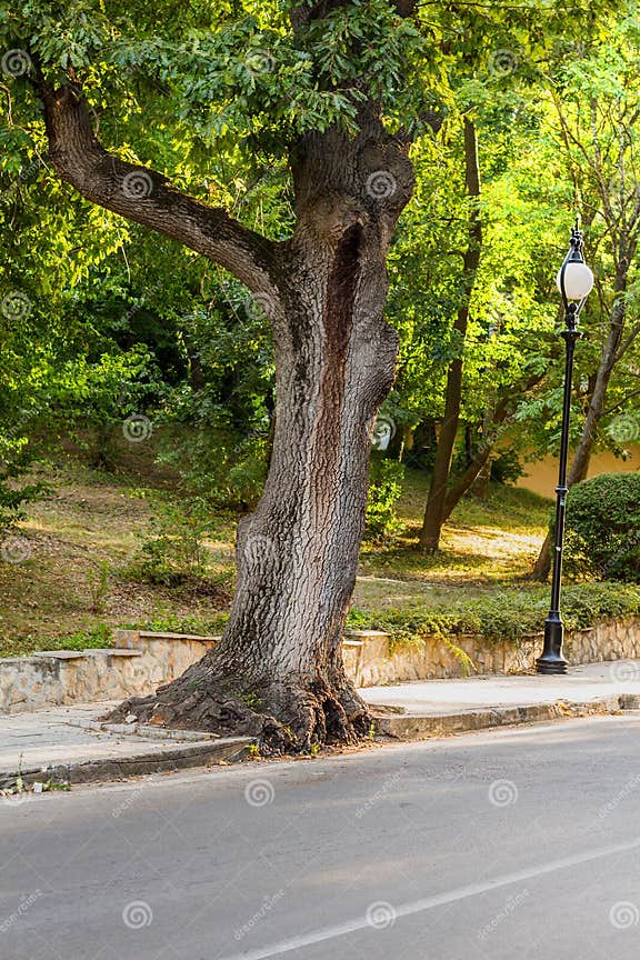 Tree on the sidewalk stock photo. Image of land, nature - 126803812