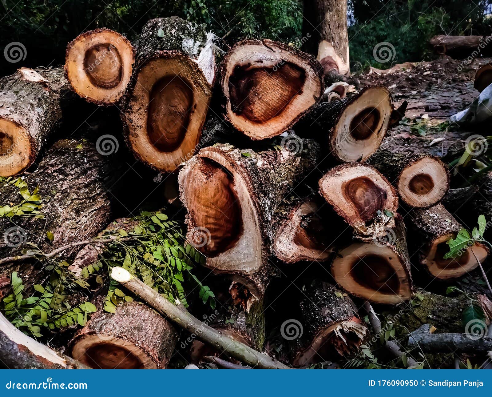 A Large Tree Has Been Cut Down and it`s Branches are Trimmed Stock ...