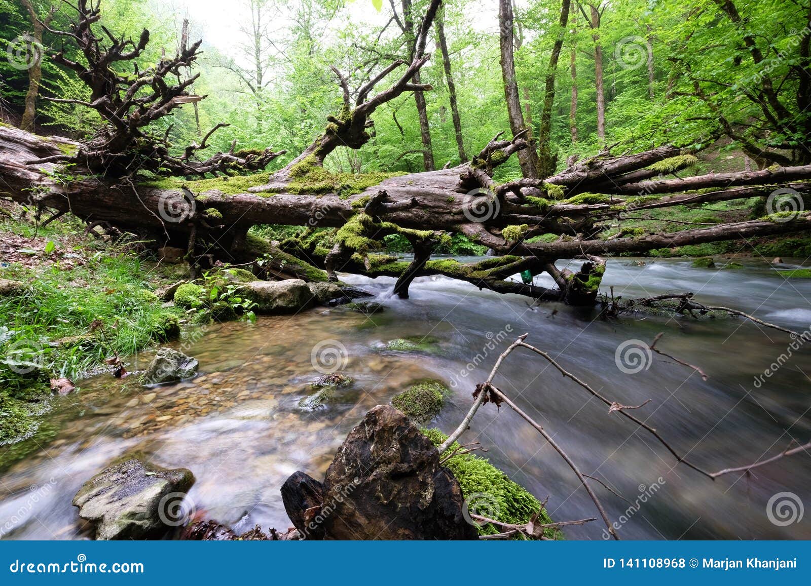 A Large Tree Fallen into the River. Stock Photo - Image of plants ...