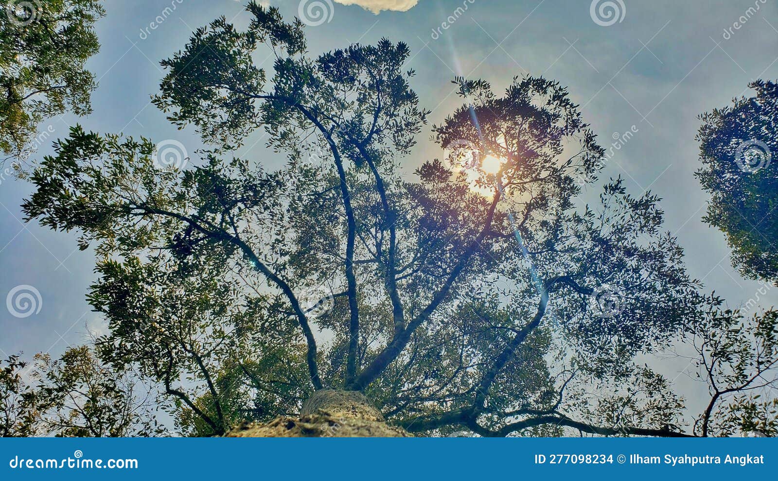 A Large Tree that Has Strong and Sturdy Branches and Twigs, Making it ...