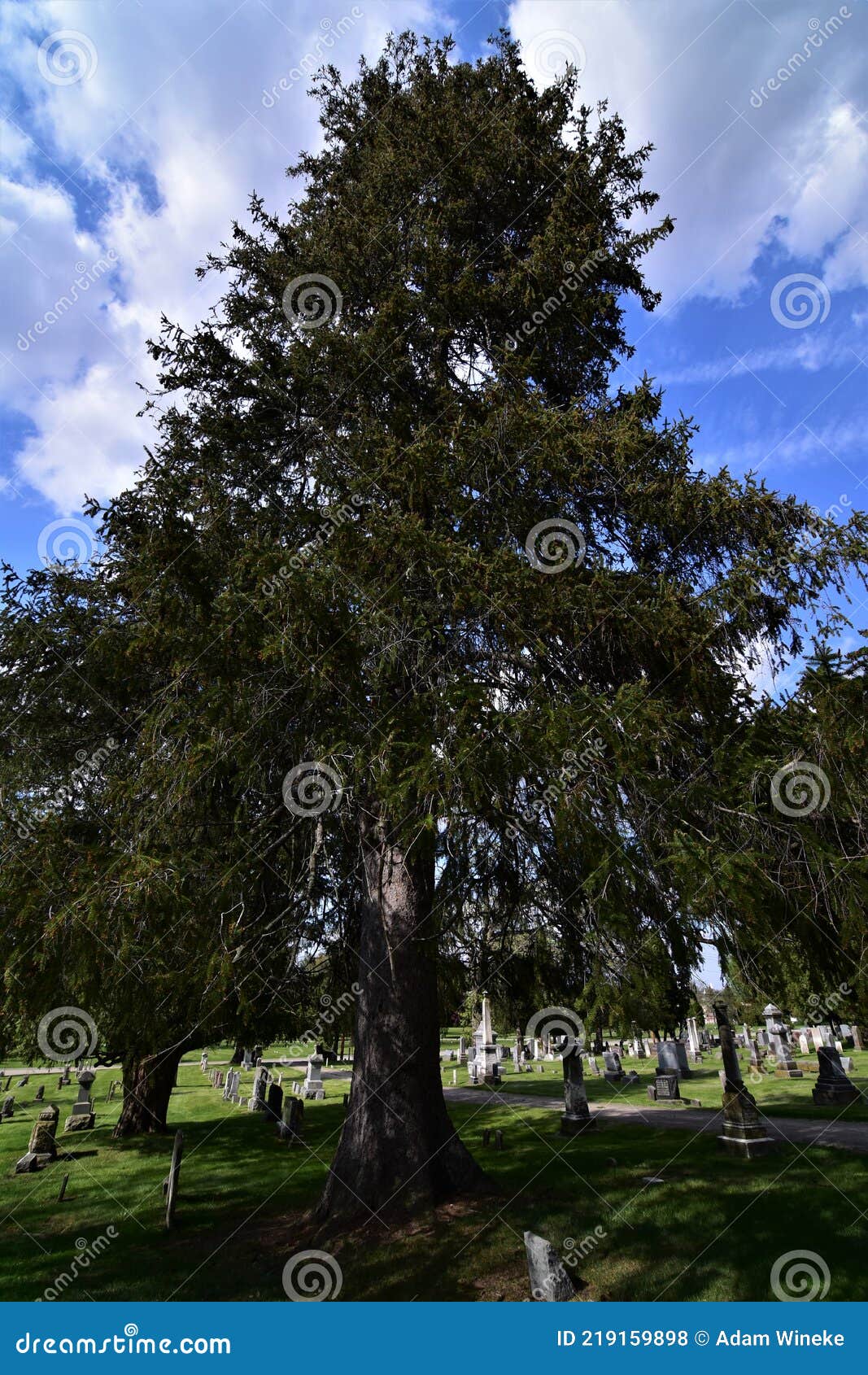 A Large Tree among the Headstones in the Cemetery Stock Photo - Image ...