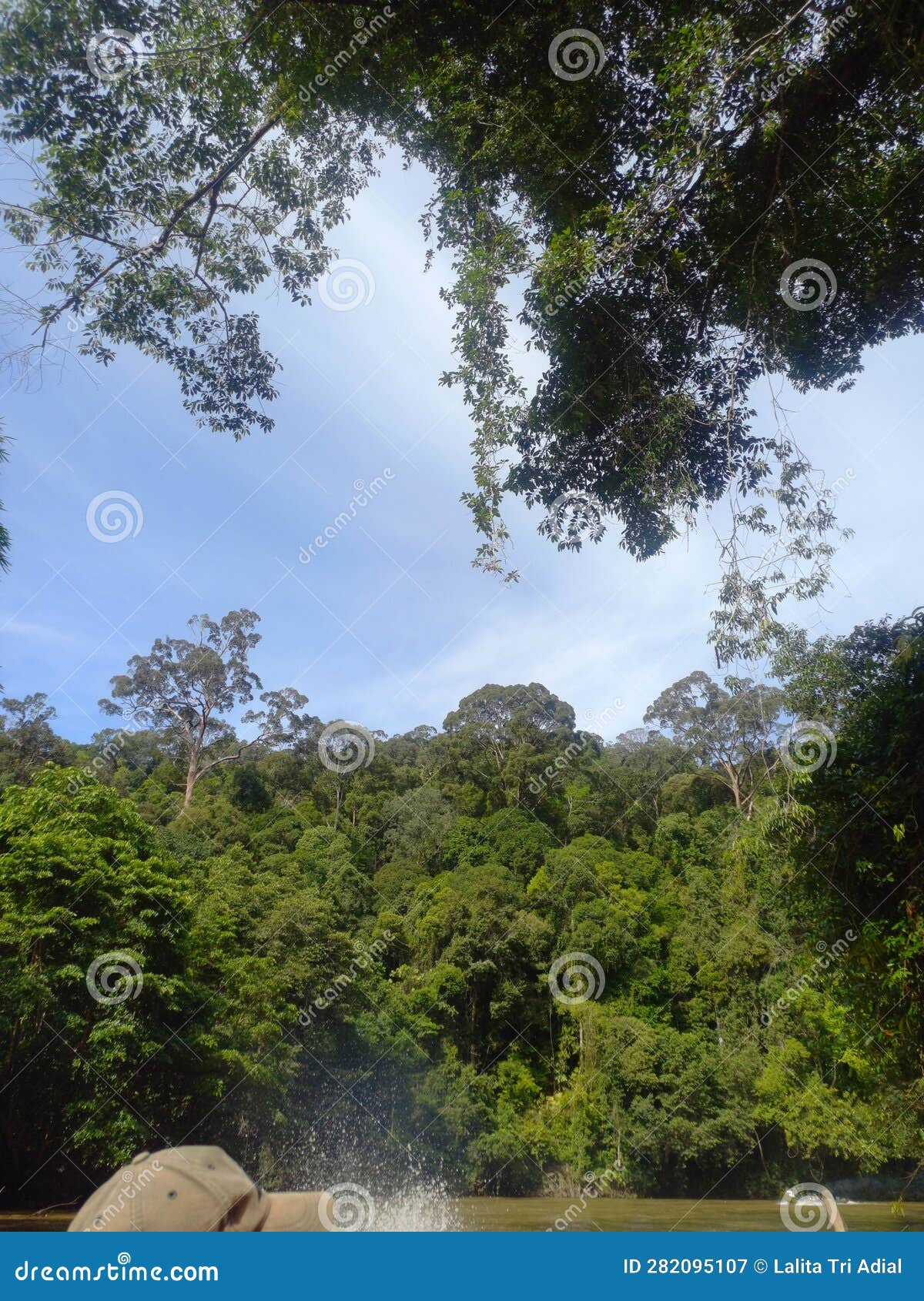 A Large Tree a the Heart of Rainforest Borneo Stock Image - Image of ...