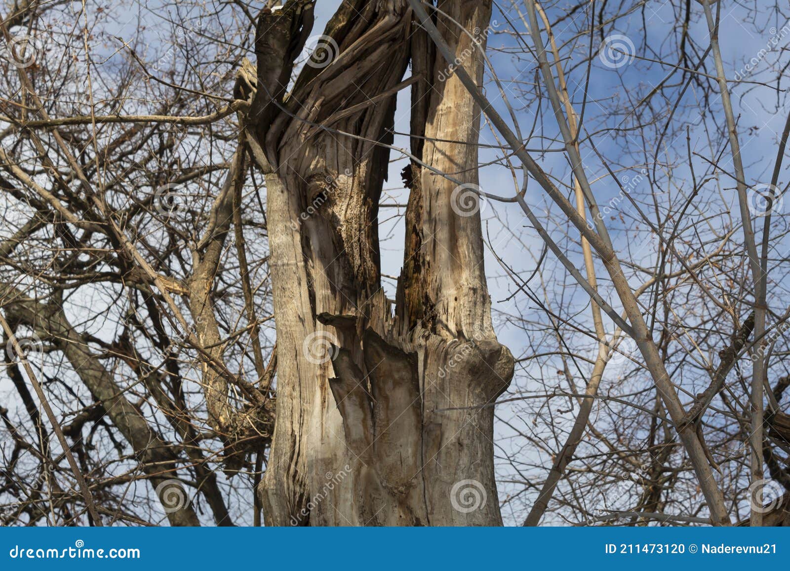 A Large Tree with a Hole in the Middle of the Trunk Stock Photo - Image ...