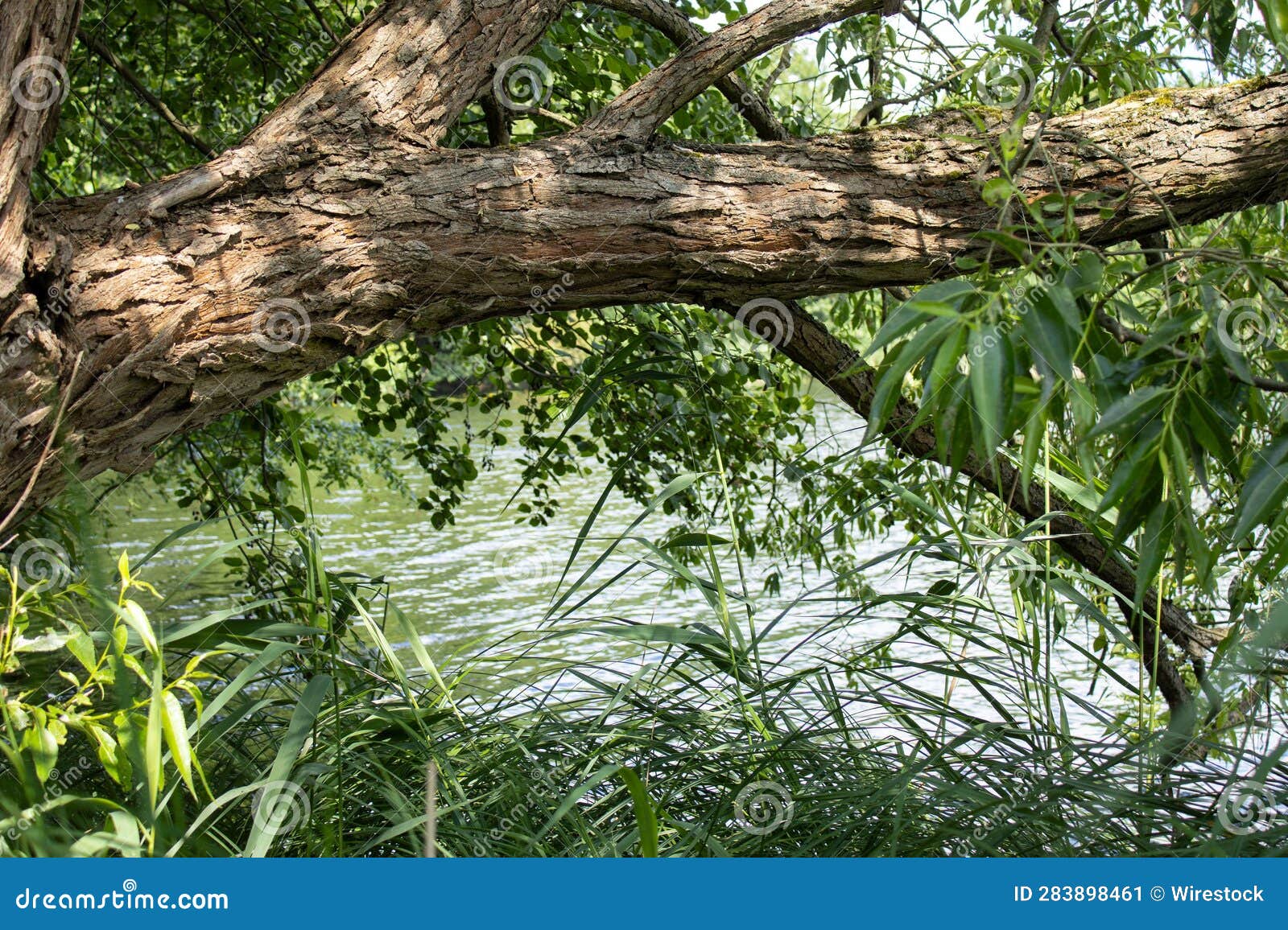 Large Tree with Its Branches Extending Over a Tranquil Pond Stock Image ...