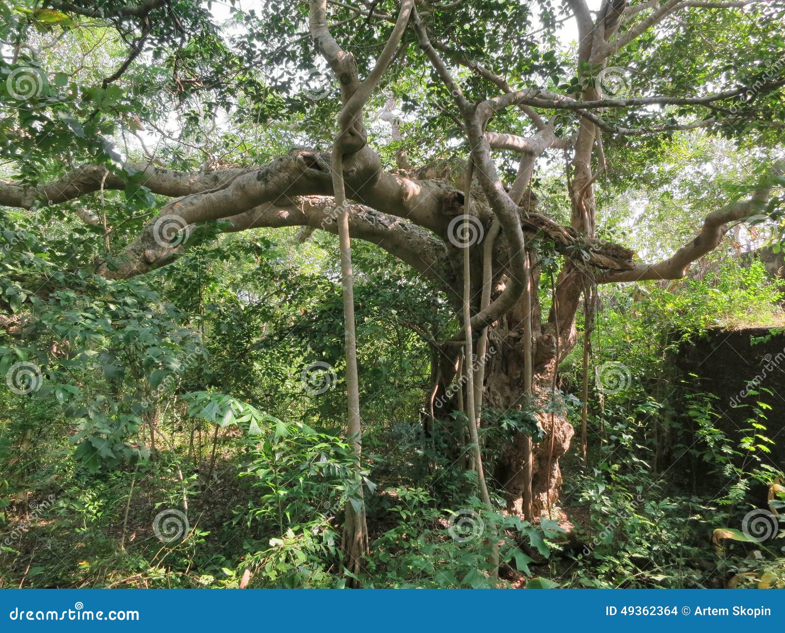 A large tree in the jungle stock photo. Image of flora - 49362364