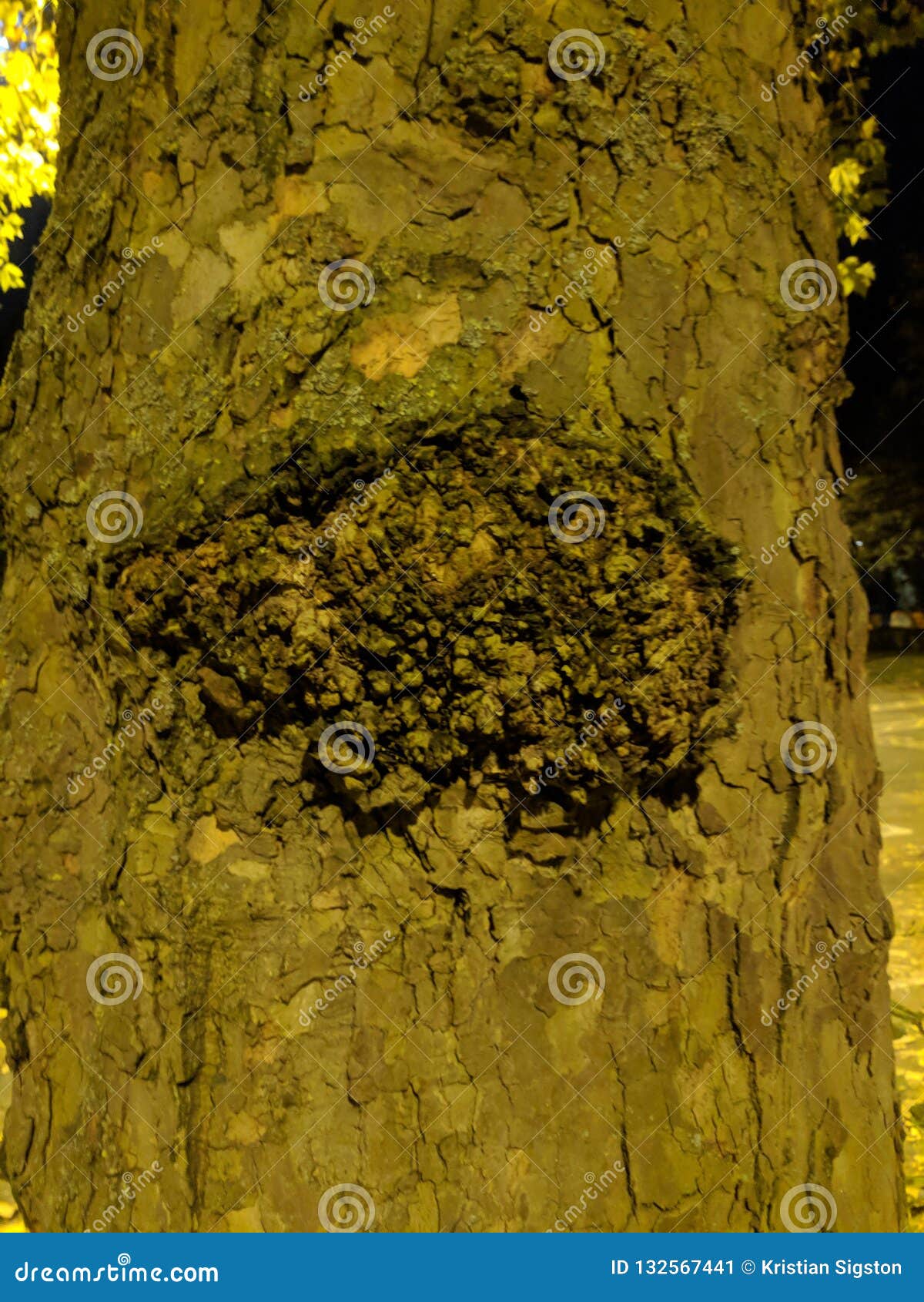 Large Tree knot stock image. Image of trunk, bark, large - 132567441