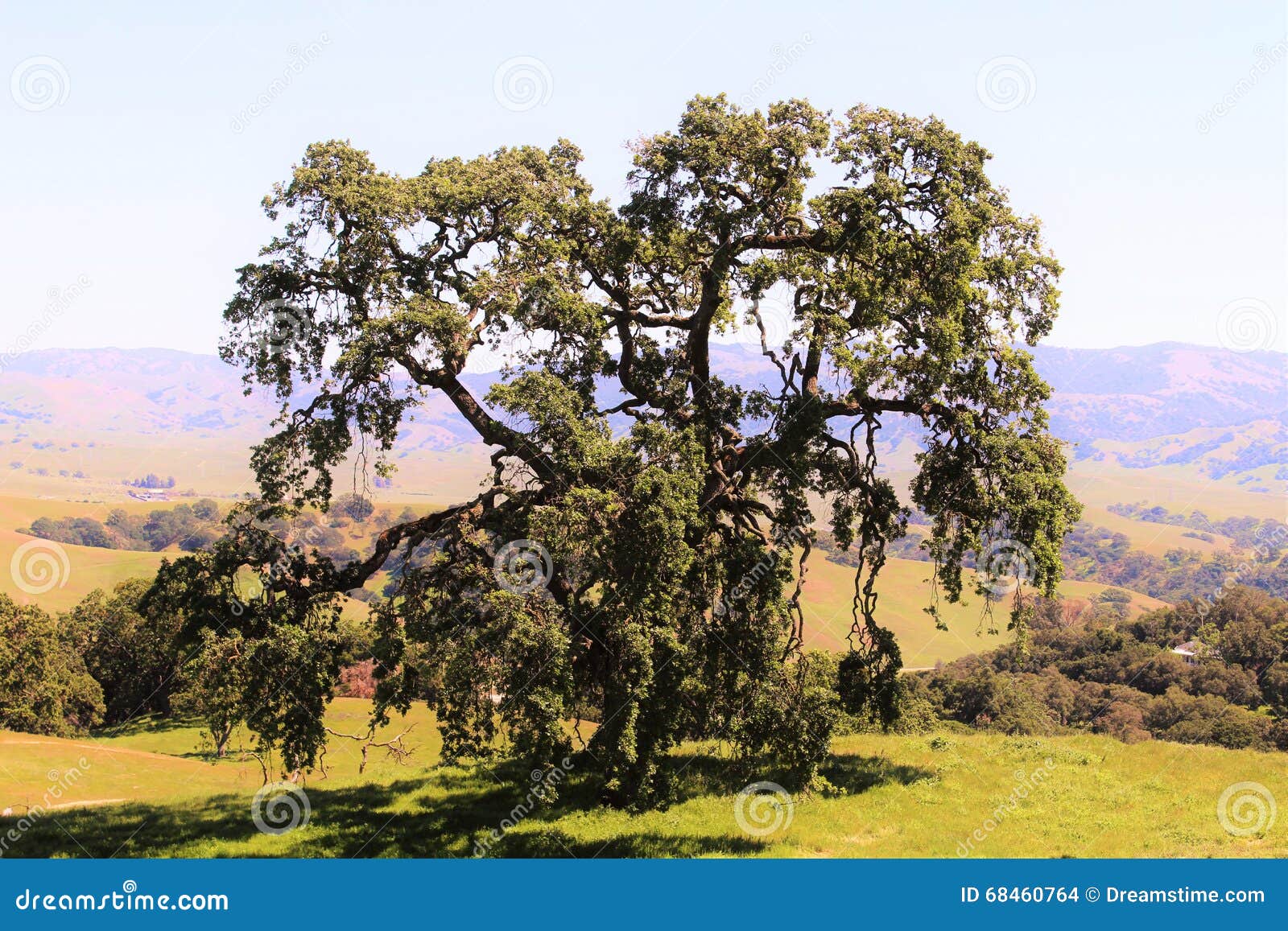 Large tree in landscape stock photo. Image of tree, landscape - 68460764