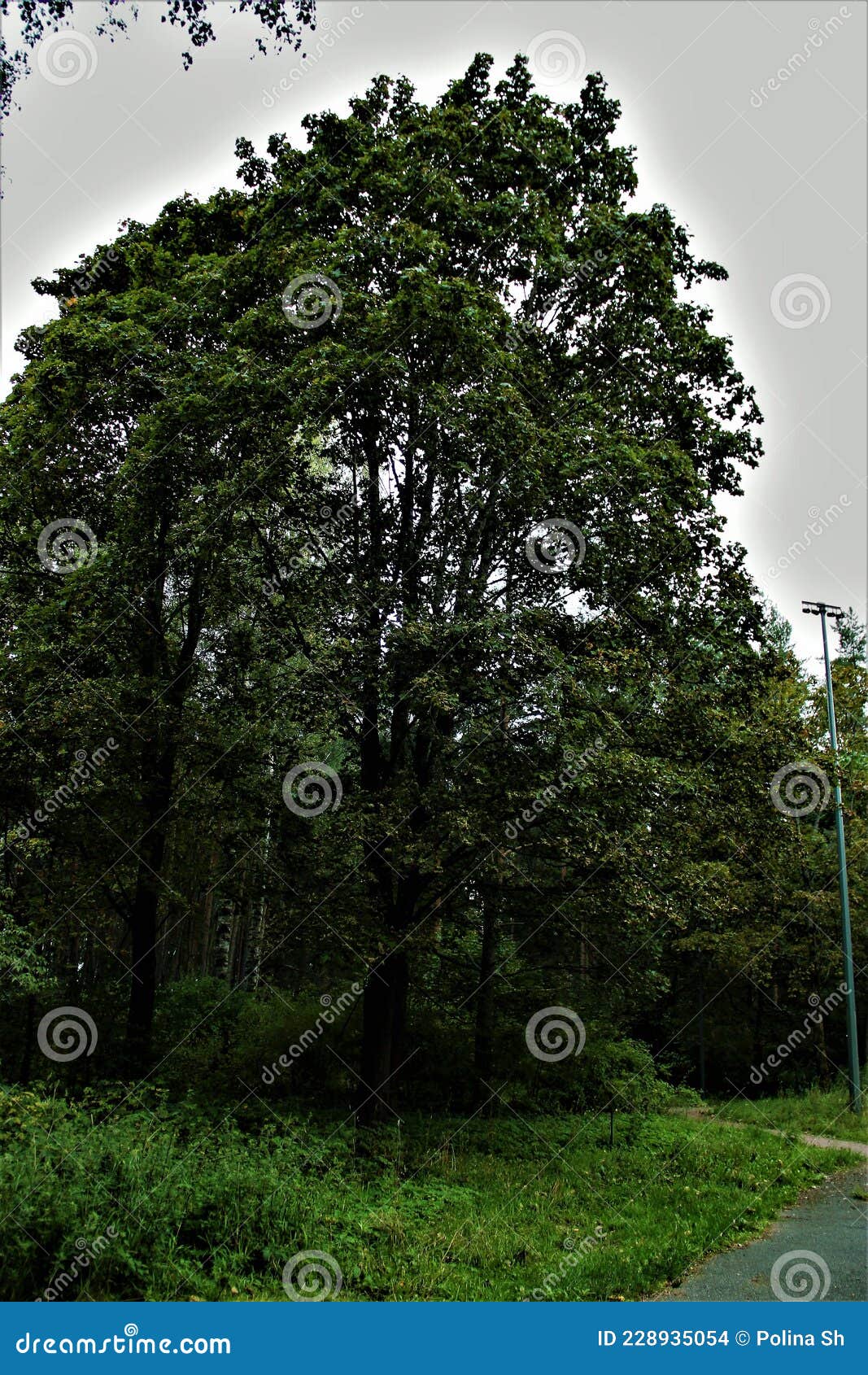 A large tree stock photo. Image of nature, autumn, forest - 228935054
