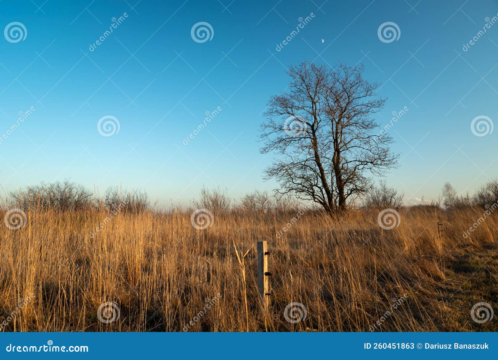 A Large Tree without Leaves and a Dry Meadow Stock Image - Image of ...
