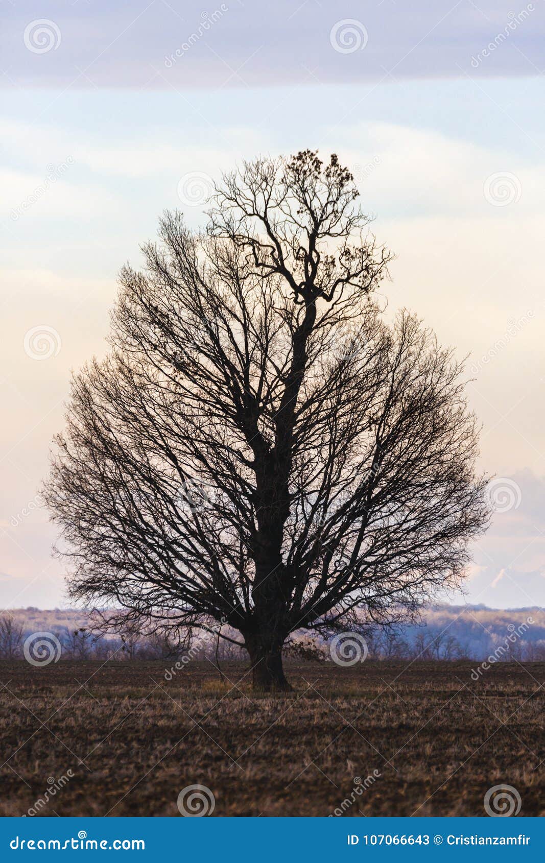 A Large Tree without Leaves Stock Image - Image of ecology, scenic ...