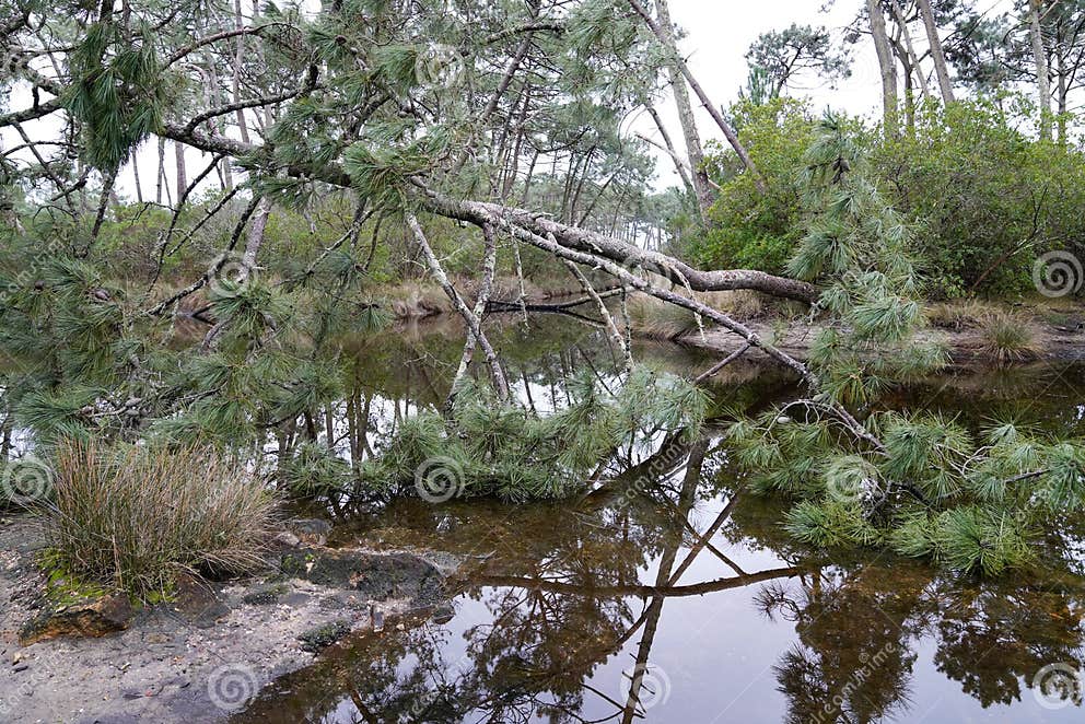 Large Tree Limb Broken Off during Storm Fall in River Stock Image ...