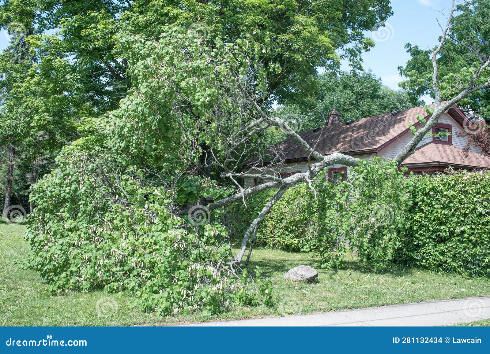 Large Tree Limb Downed in Strong Storm Stock Photo - Image of claim ...