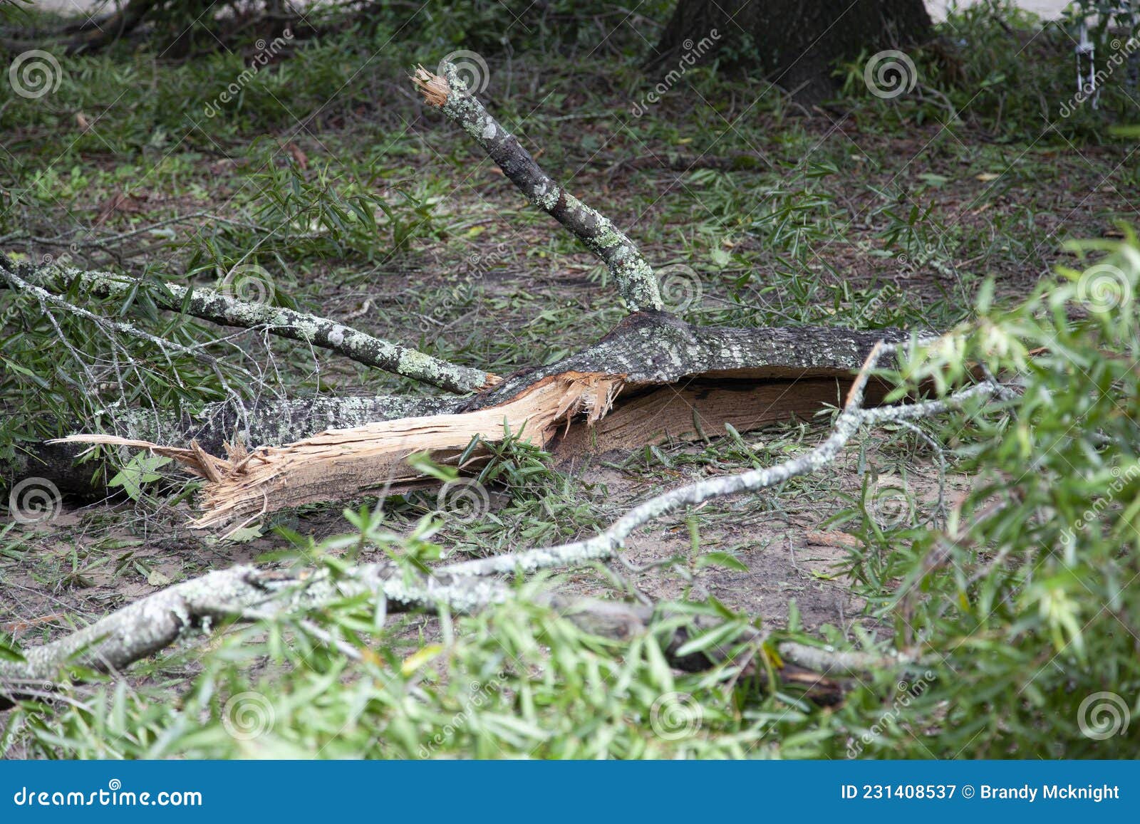 Downed Tree Limb stock image. Image of land, bark, fallen - 231408537