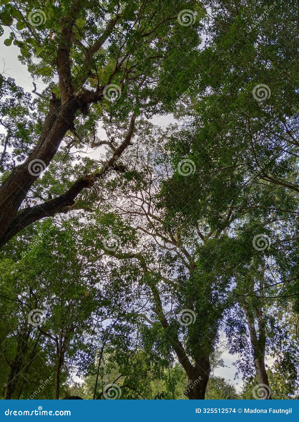 The Large Tree Located in Grape Recreational Forest Stock Photo - Image ...