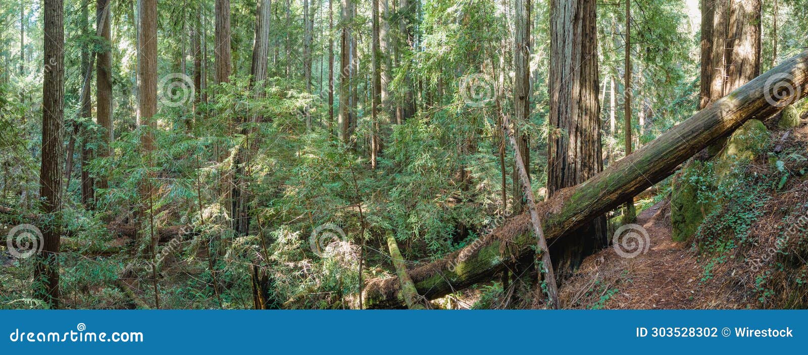 Large Tree Log Lying on a Sloped Forest Floor, Surrounded by Lush ...
