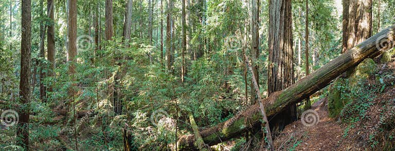 Large Tree Log Lying on a Sloped Forest Floor, Surrounded by Lush ...