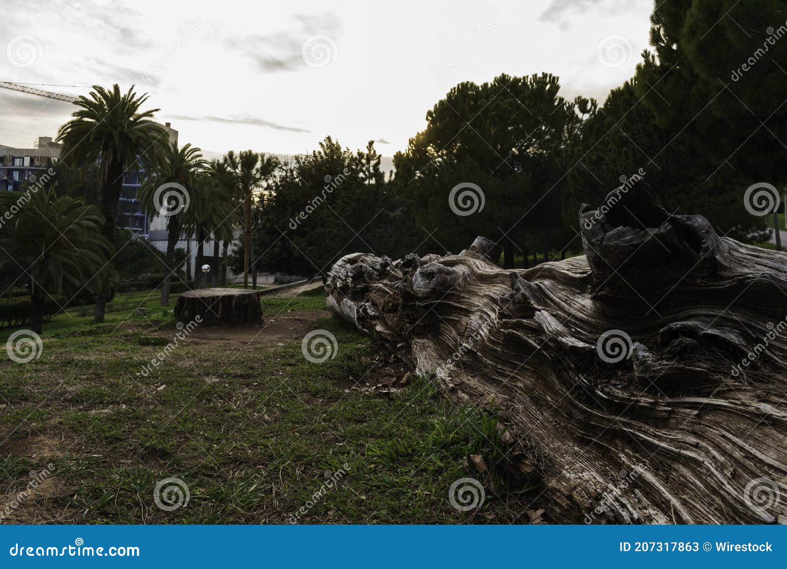 Large tree log in the park stock image. Image of outdoor - 207317863