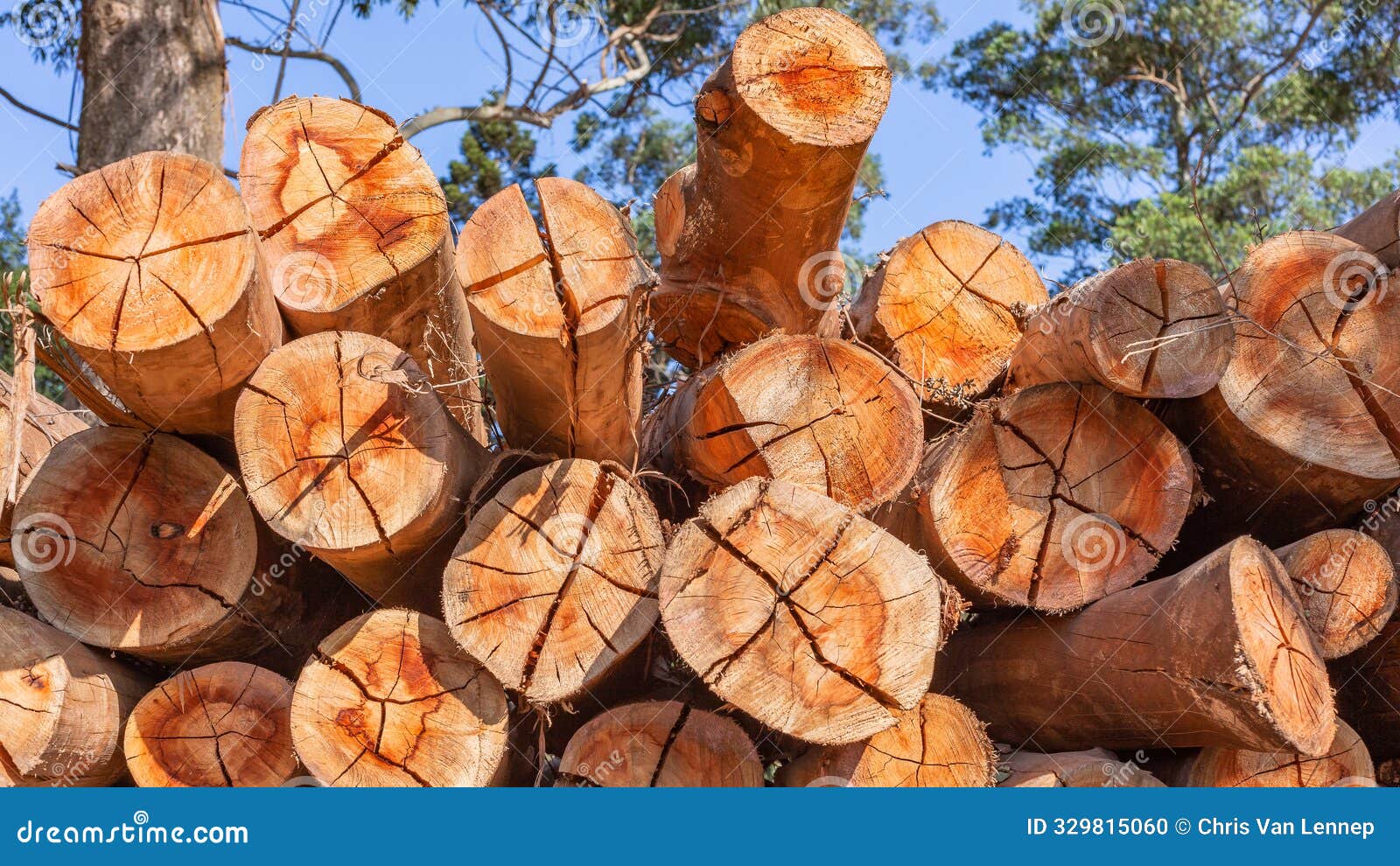Large Tree Logs Cuts Exposed Stack Details Stock Photo - Image of ...