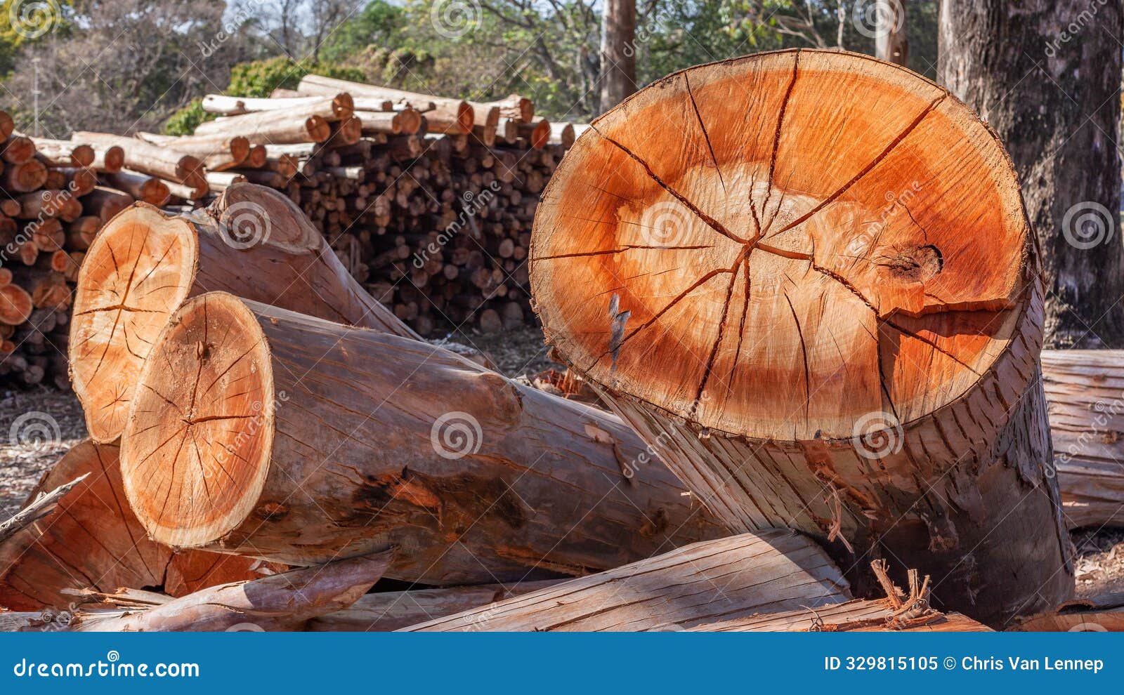 Large Tree Logs Cuts Exposed Stack Detail Stock Image - Image of timber ...
