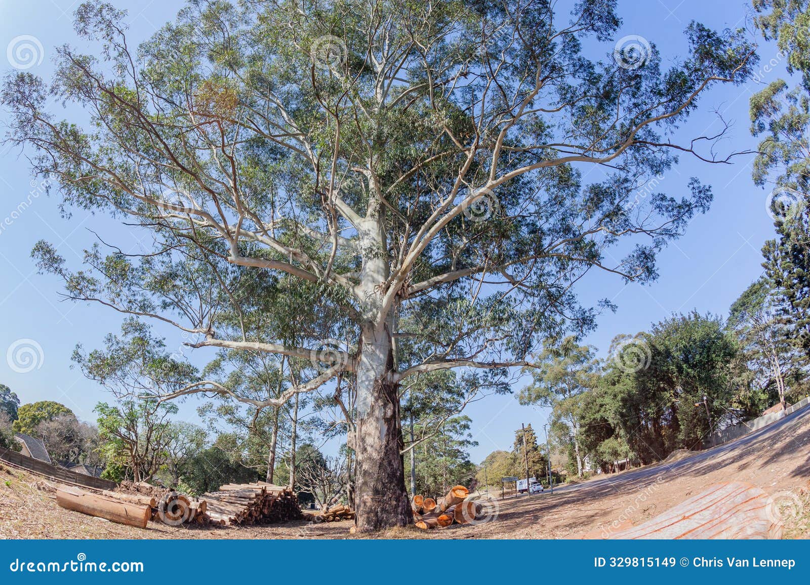 Large Gum Tree Logs Stack Landscape Stock Image - Image of agriculture ...