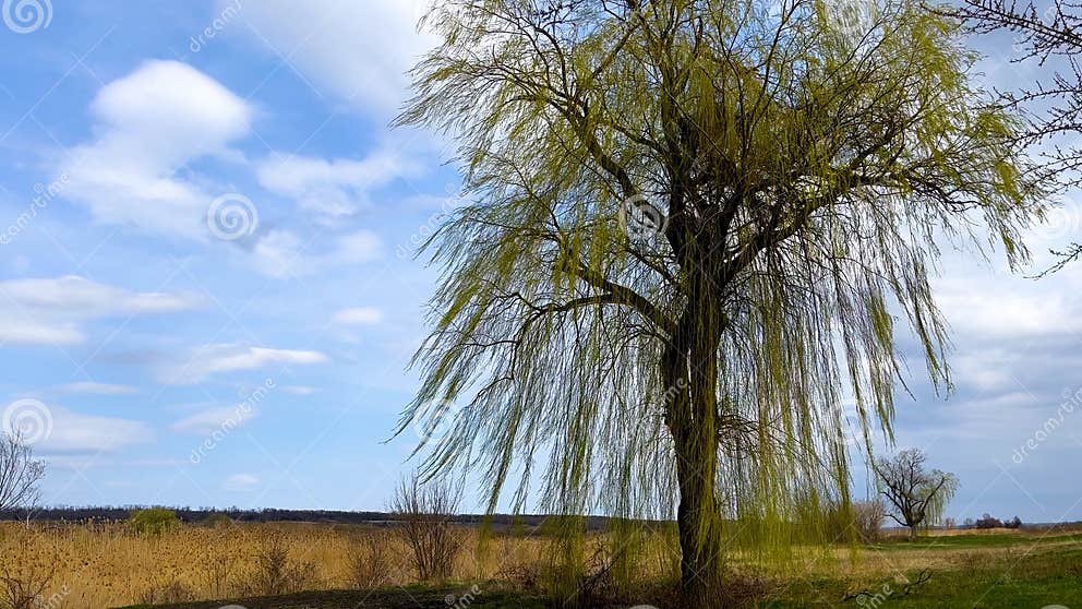 A Large Tree with Long Branches Lowered in the Middle of a Field ...