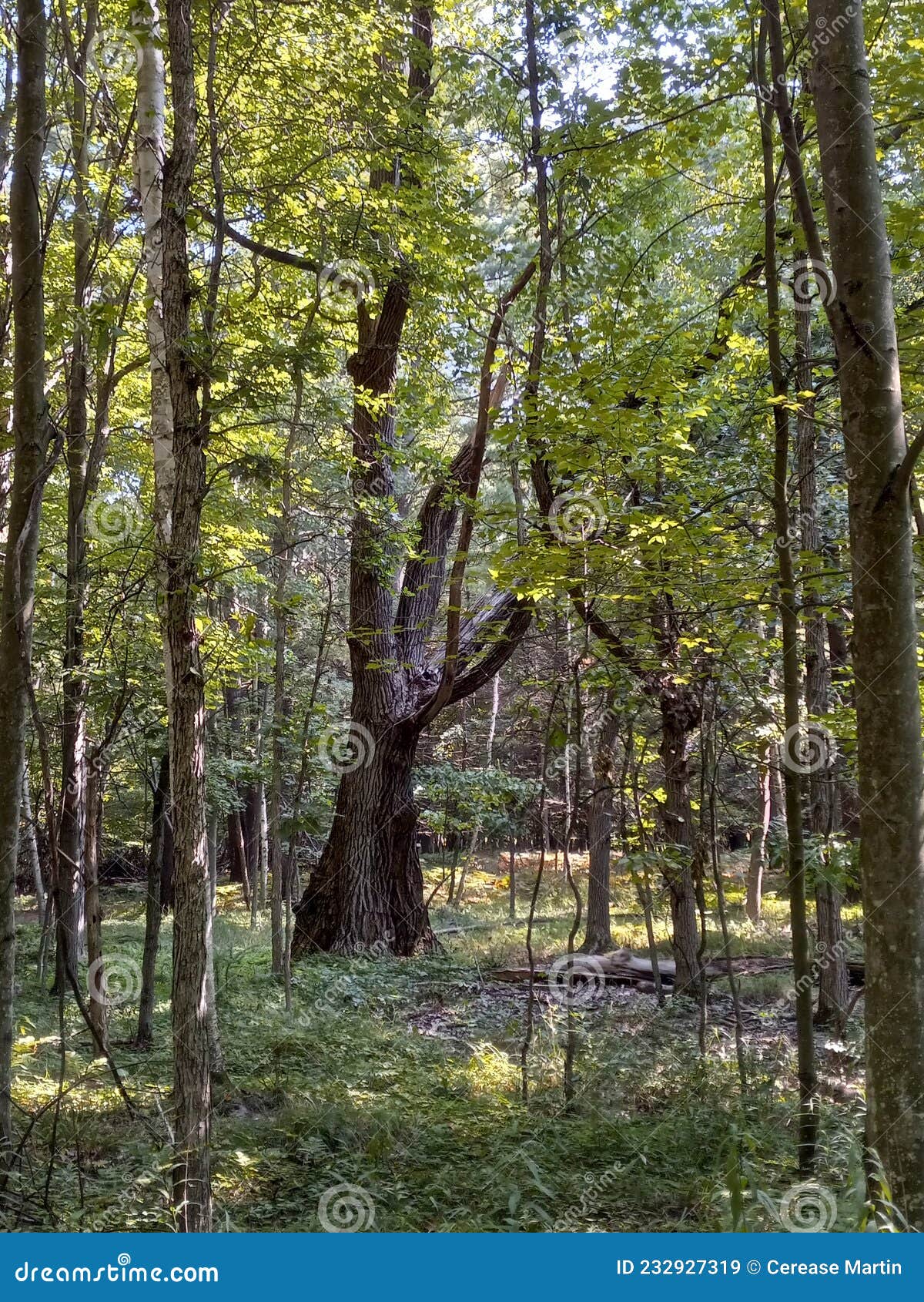 Large Tree that Looks Like a Claw Stock Image - Image of wood, trunk ...
