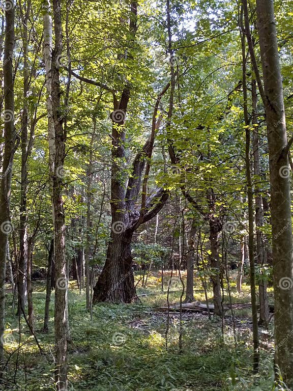 Large Tree that Looks Like a Claw Stock Image - Image of wood, trunk ...