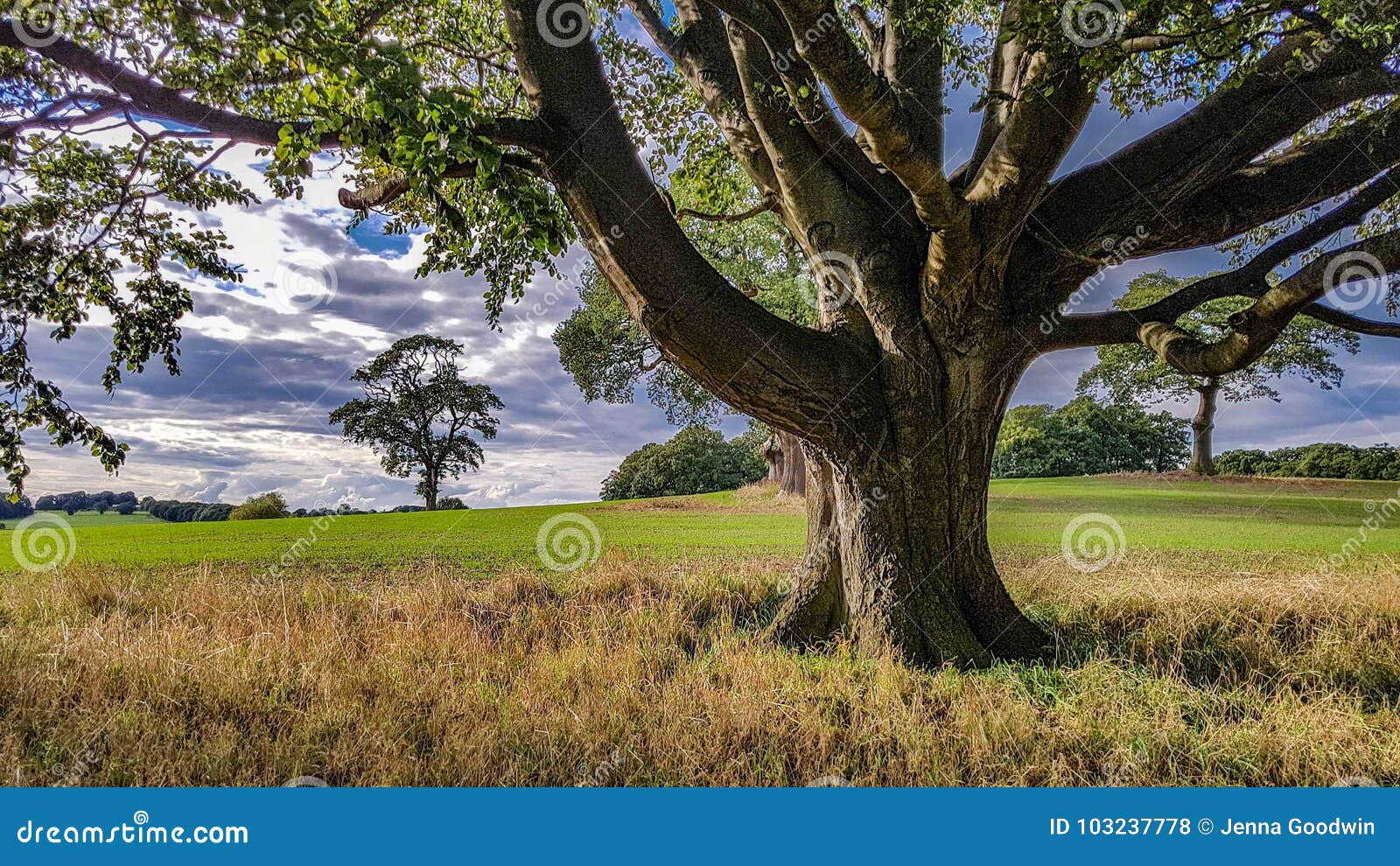 A large tree in a field stock photo. Image of large - 103237778