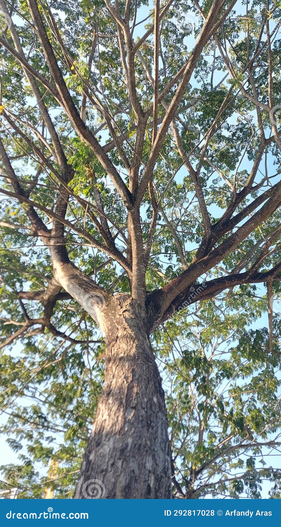 A Large Tree with Lots of Branches and Leaves Stock Photo - Image of ...