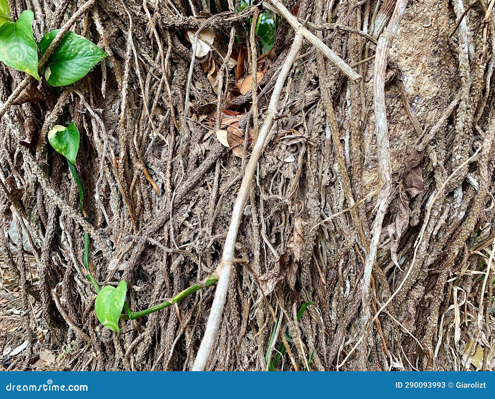 A Large Tree with Lots of Roots from Mistletoe Plants Attached To it ...