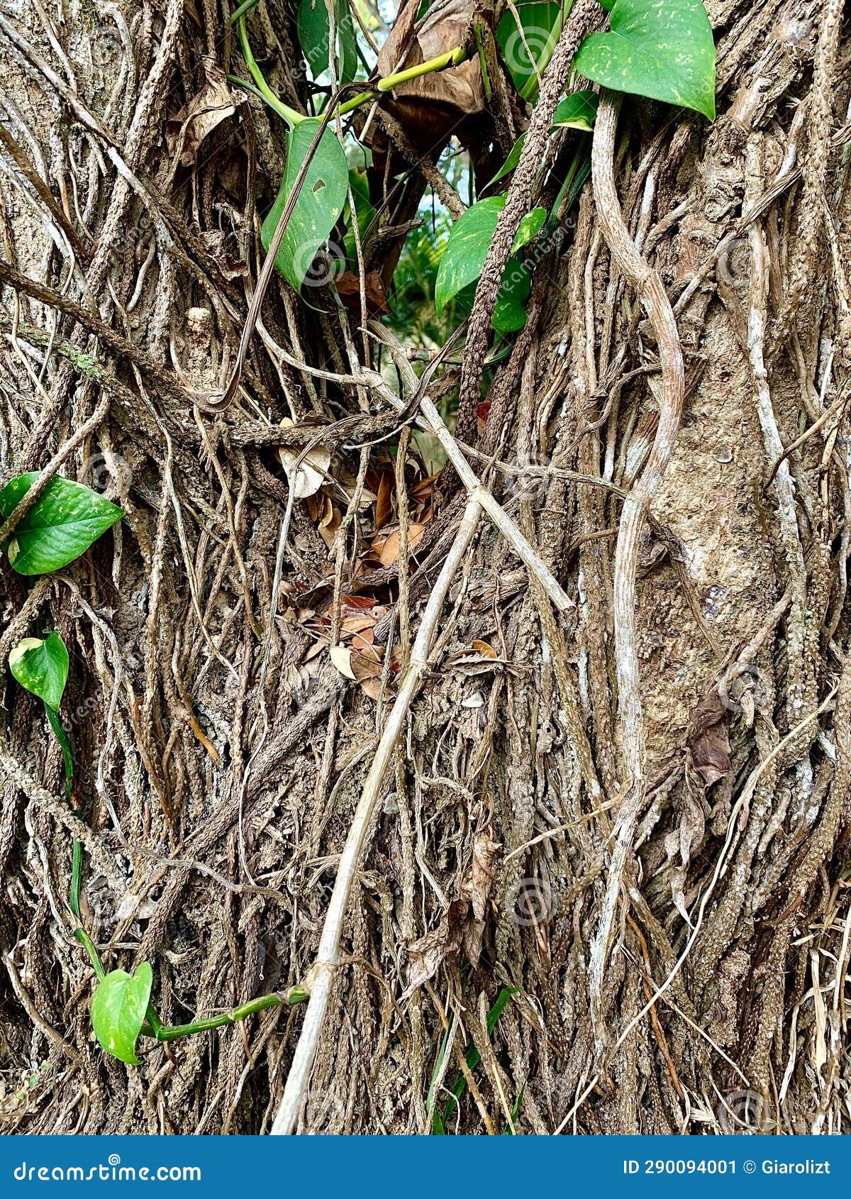 A Large Tree with Lots of Roots from Mistletoe Plants Attached To it ...