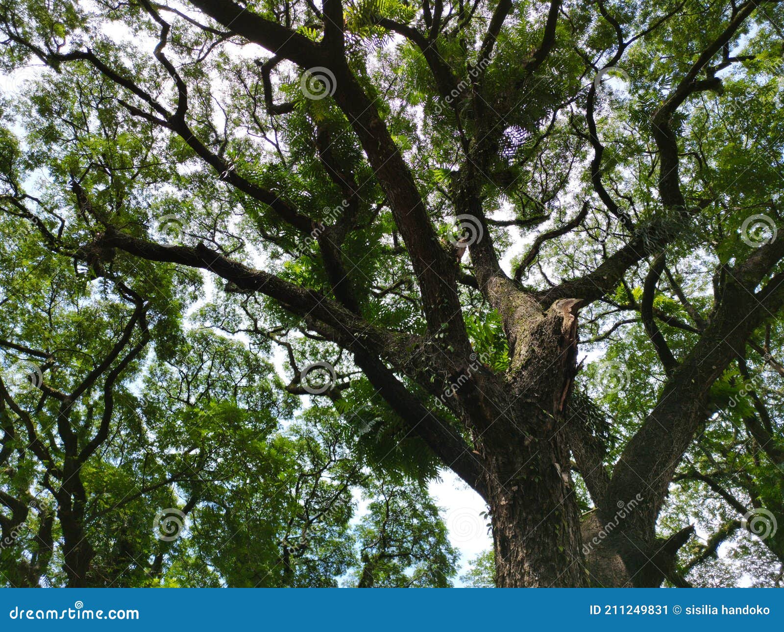 Large Tree with Lots of Stems and Leaves Stock Image - Image of forest ...