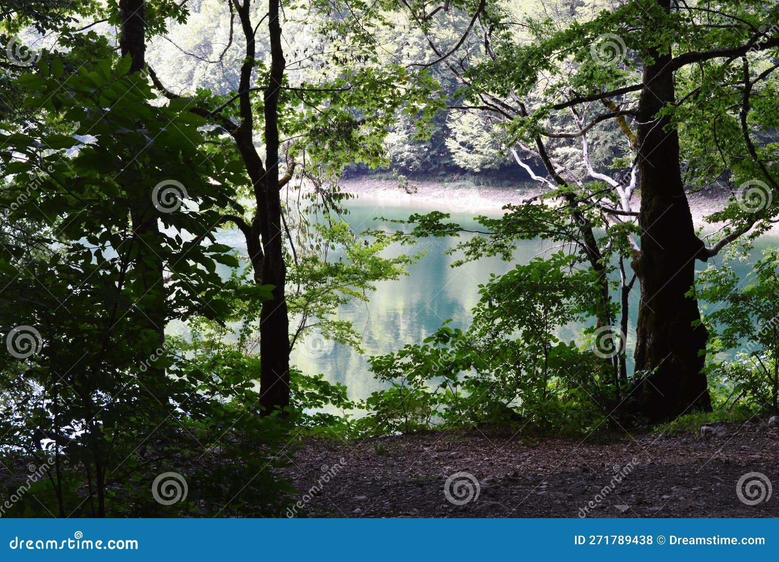 Large Tree with Many Branches Stock Photo - Image of large, forest ...