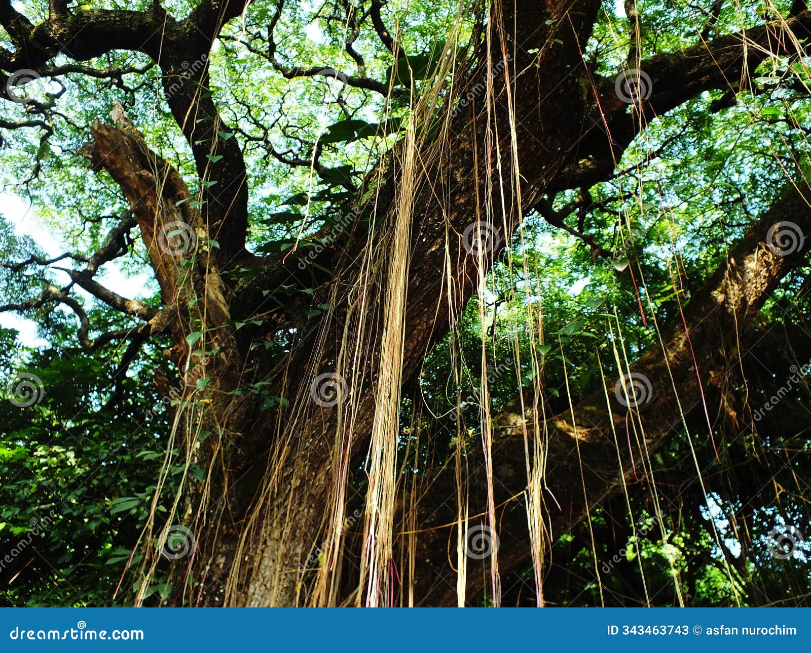 A Large Tree with Many Hanging Roots Hanging Down. Stock Image - Image ...