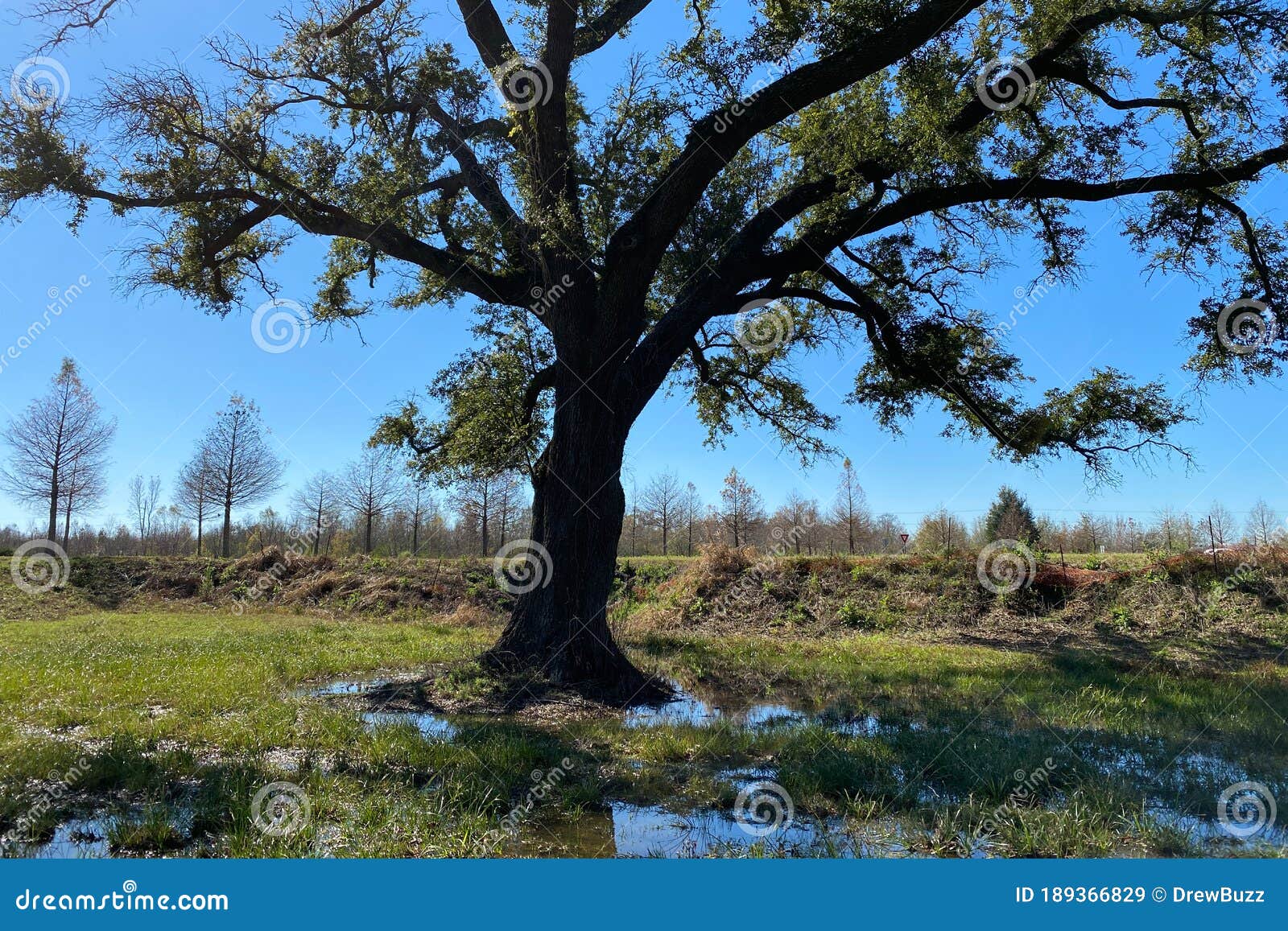 Large Tree Marsh Pond Shadows Reflection Sunny Stock Image - Image of ...