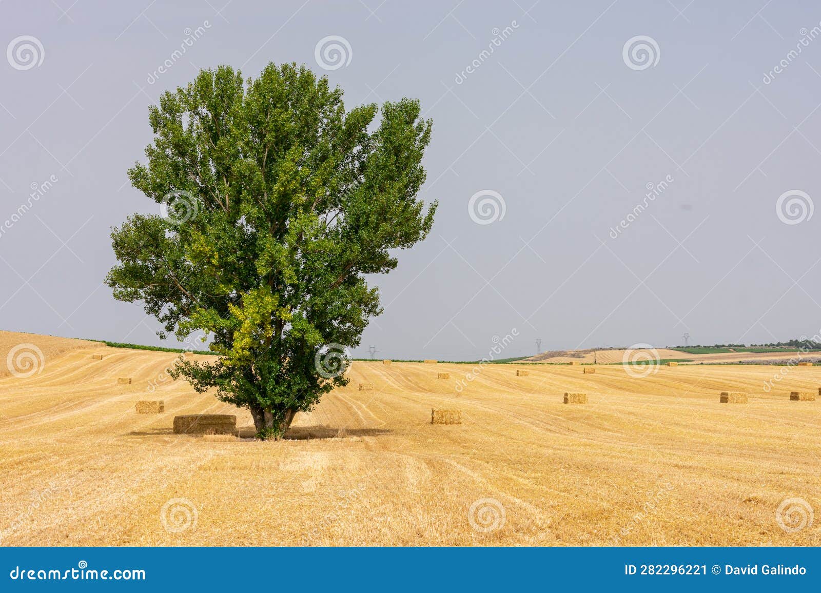 Large Tree in the Middle of a Field Planted with Stock Image - Image of ...