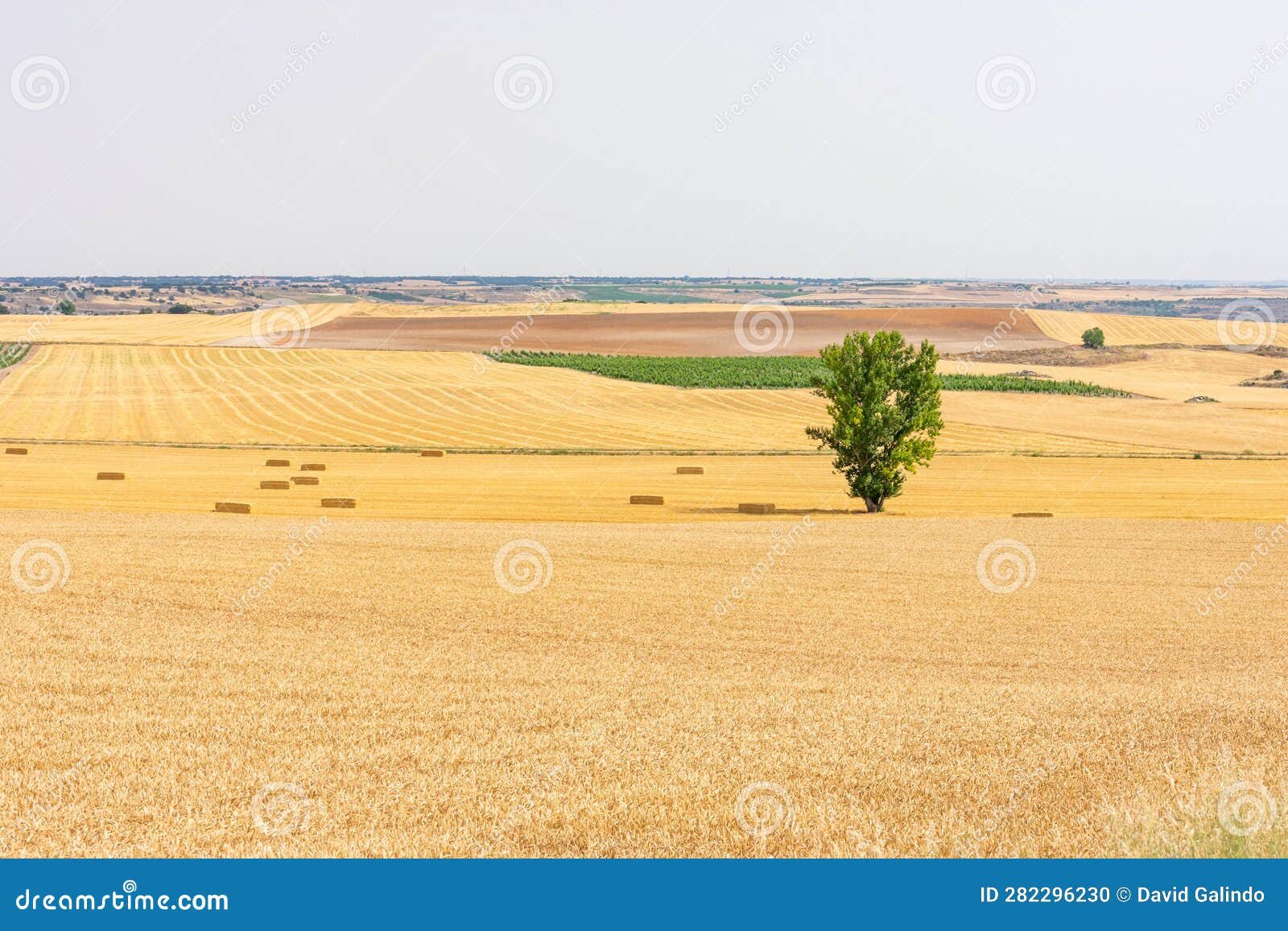 Large Tree in the Middle of a Field Planted with Stock Photo - Image of ...