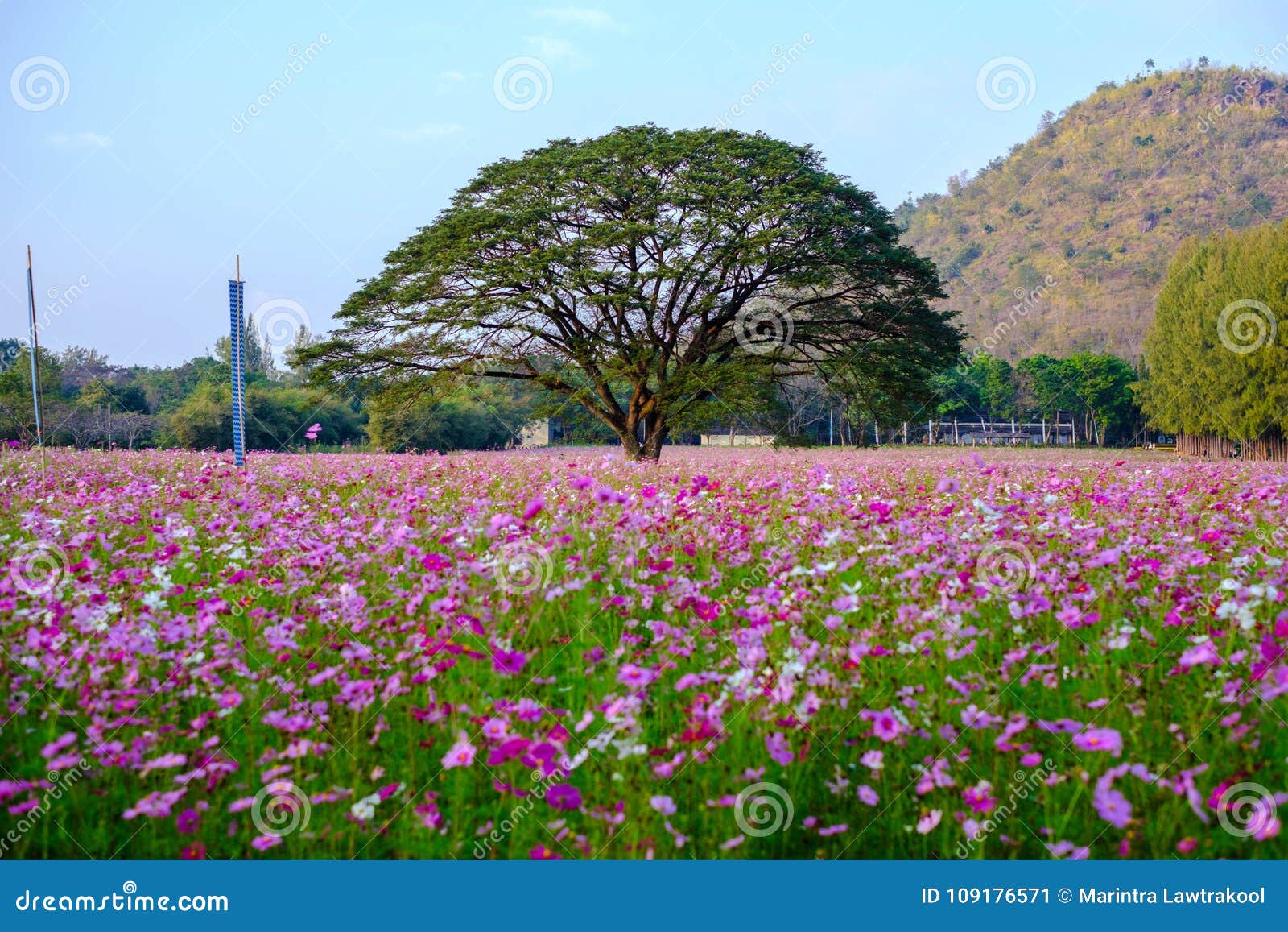 A Large Tree in the Midst of the Flowers of the Cosmos. Stock Image ...