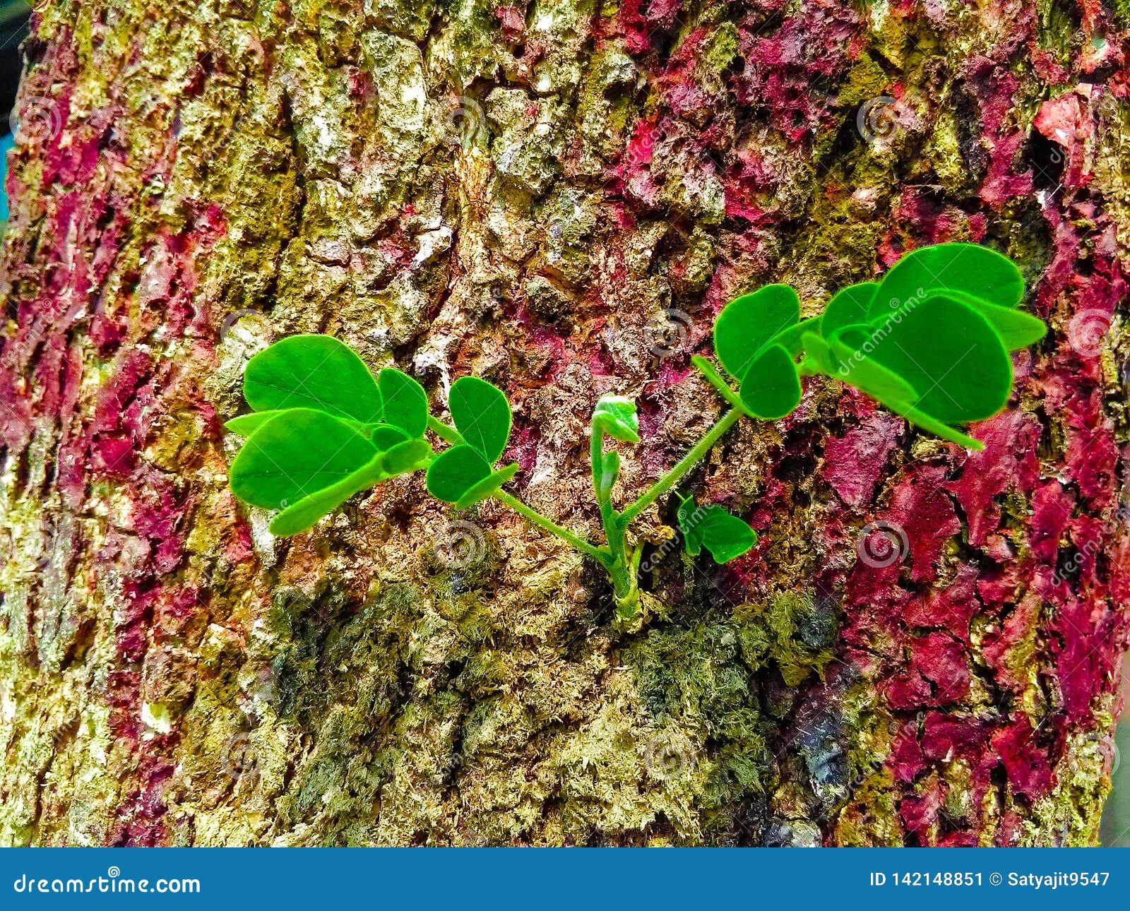 Large Tree New Shoot stock image. Image of classification - 142148851