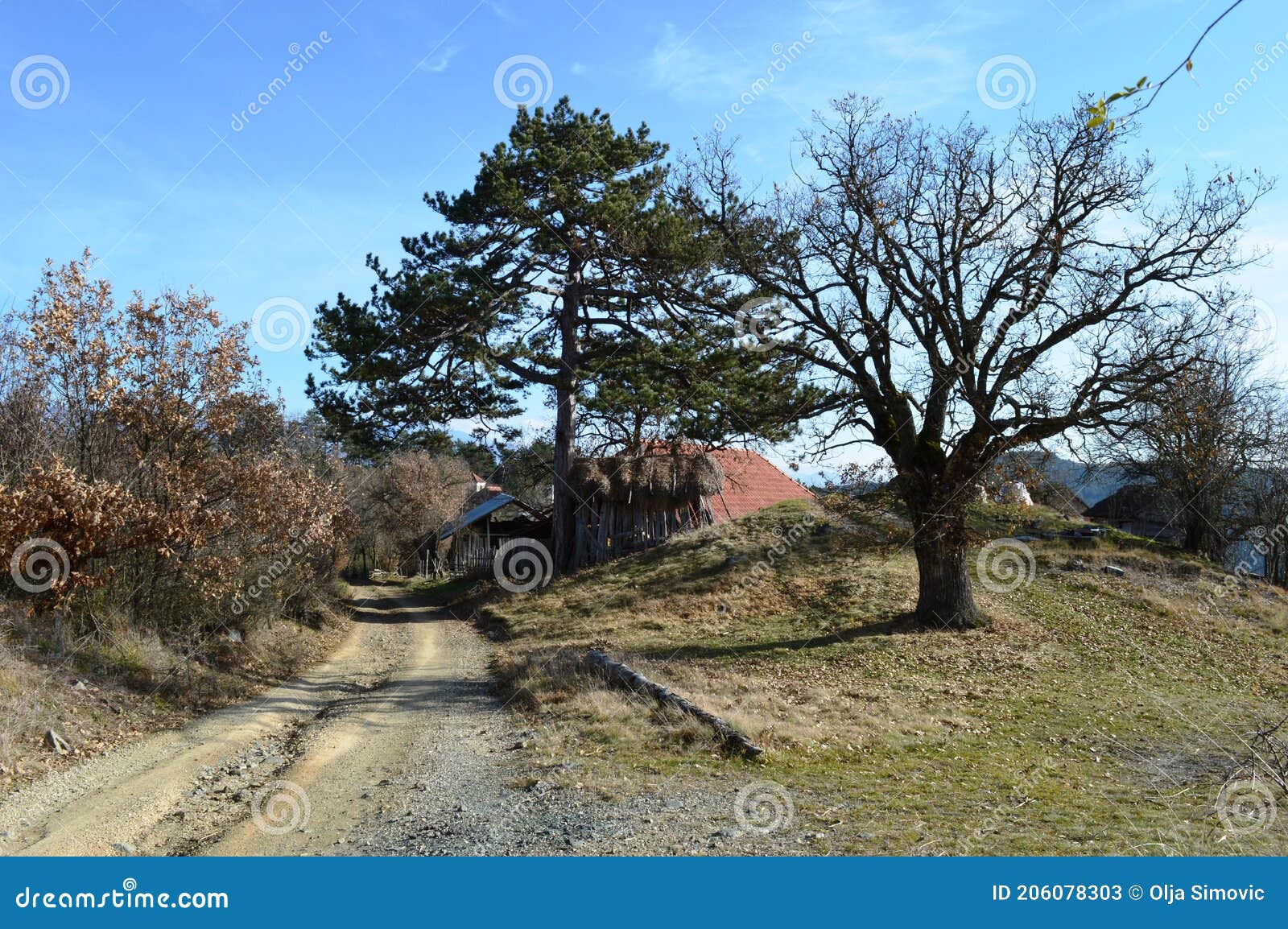 Large Tree Next To an Old, Small Wooden House Stock Image - Image of ...