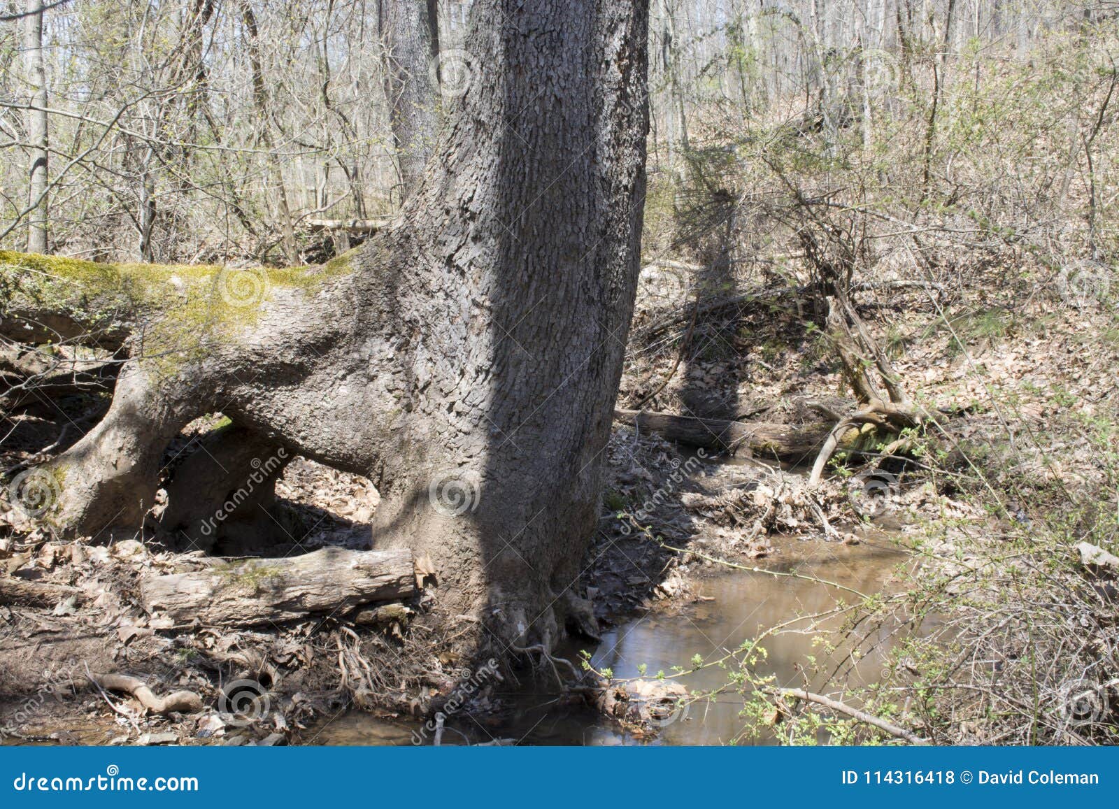 Large Tree Next To a Stream Stock Photo - Image of trunk, grows: 114316418