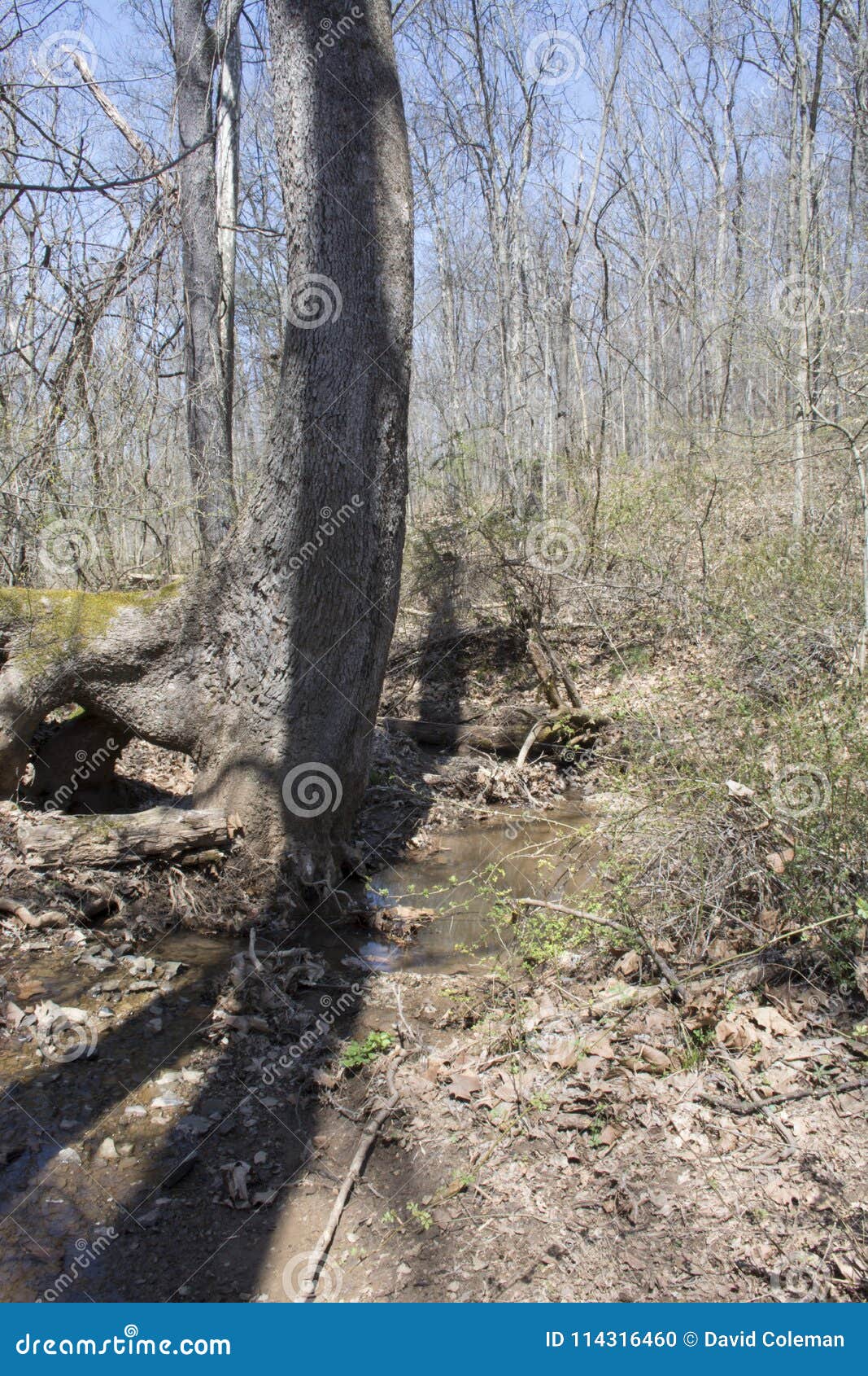 Large Tree Next To a Stream Stock Photo - Image of forest, mossy: 114316460