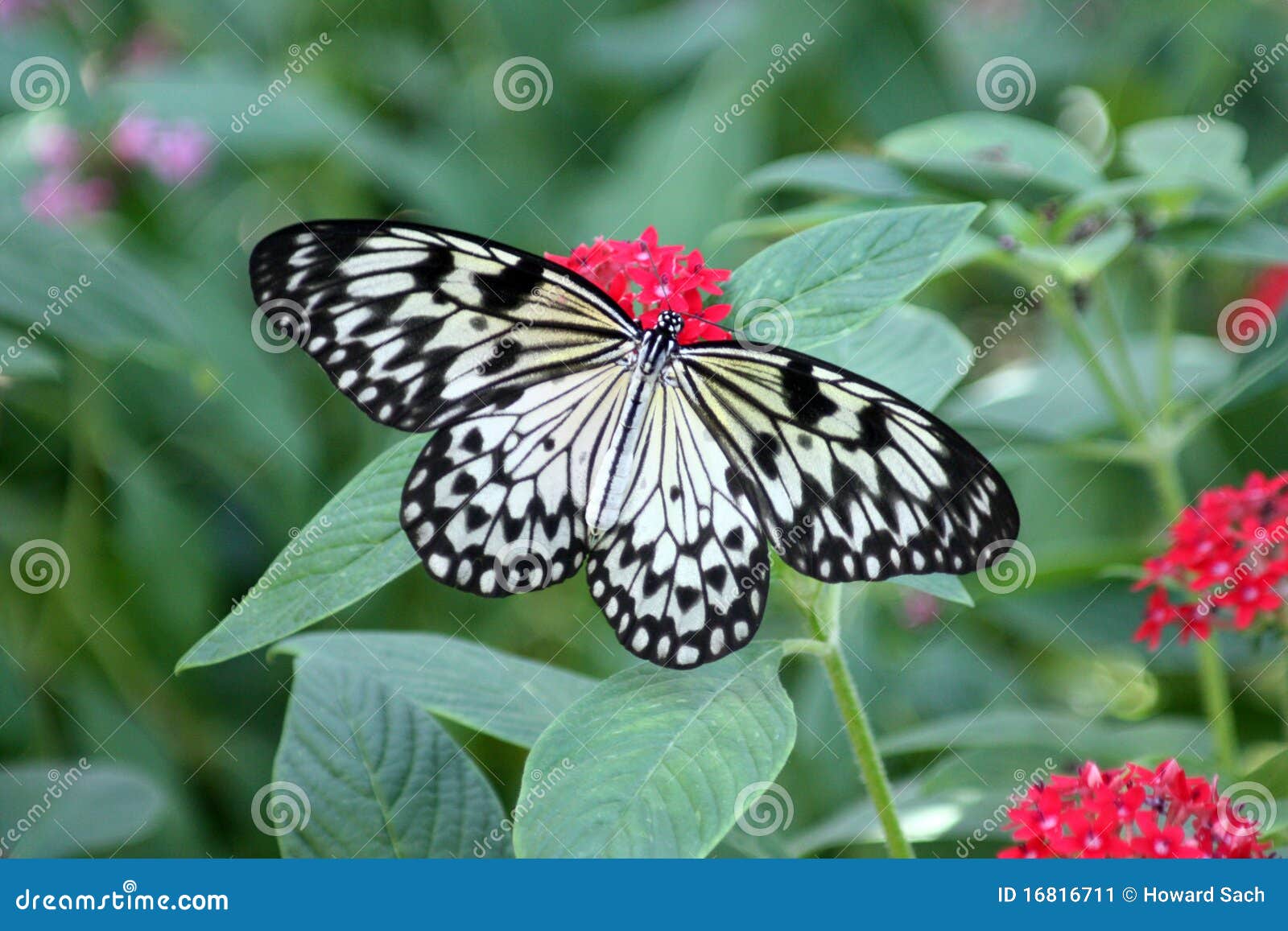 Large Tree Nymph Butterfly Picture. Image: 16816711