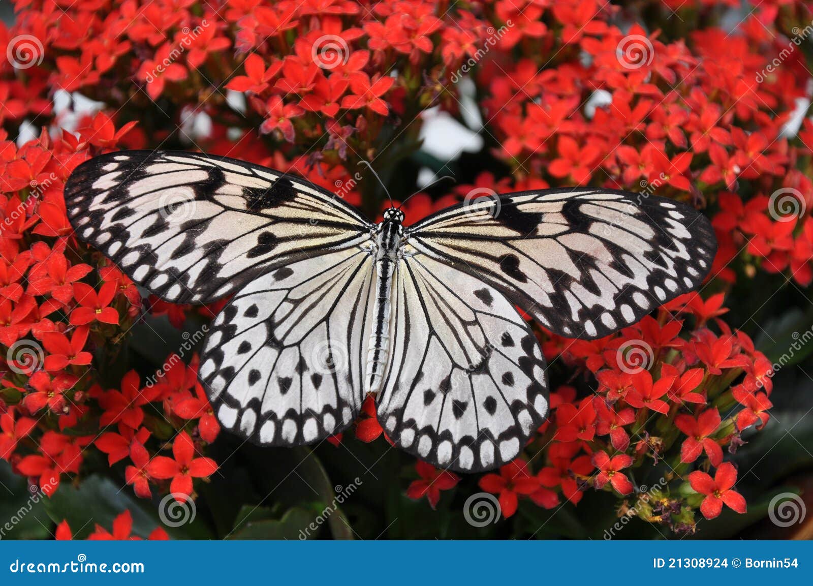 Large Tree Nymph Butterfly,aka,Idea Leuconoe Stock Photo - Image of ...