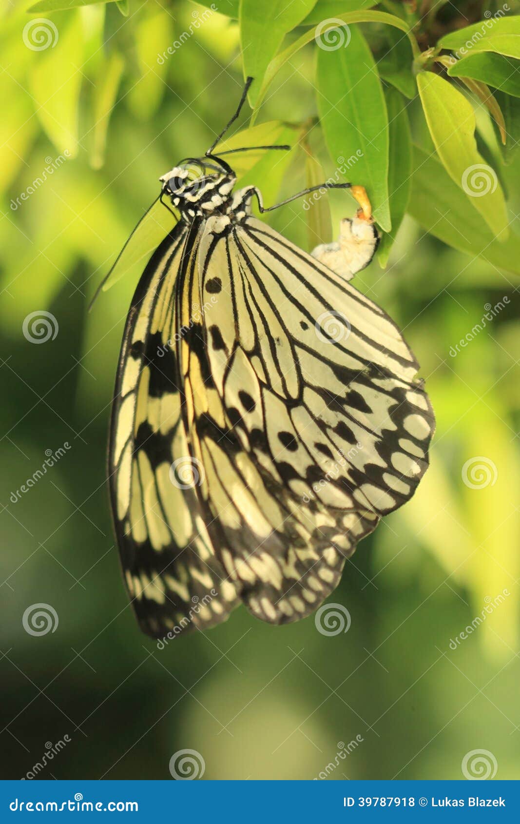 Large tree nymph butterfly stock photo. Image of insect - 39787918