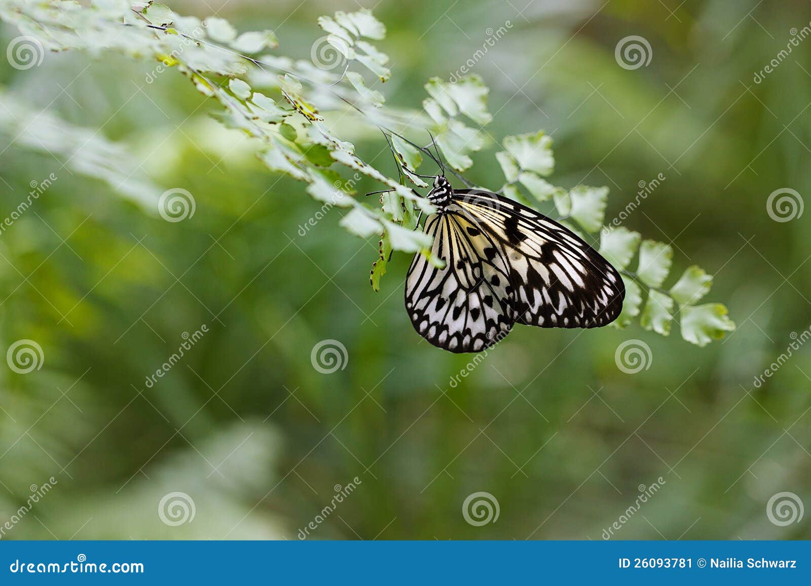 Large Tree Nymph Butterfly on the Leaf of a Fern Stock Image - Image of ...